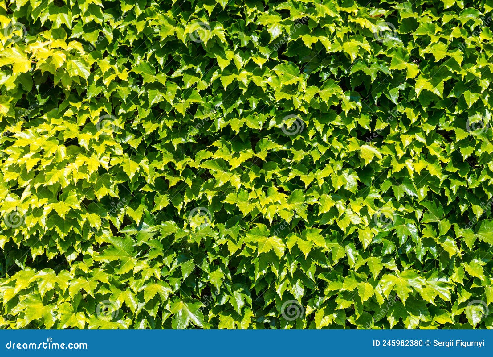 Green Ivy wall background stock photo. Image of garden - 245982380