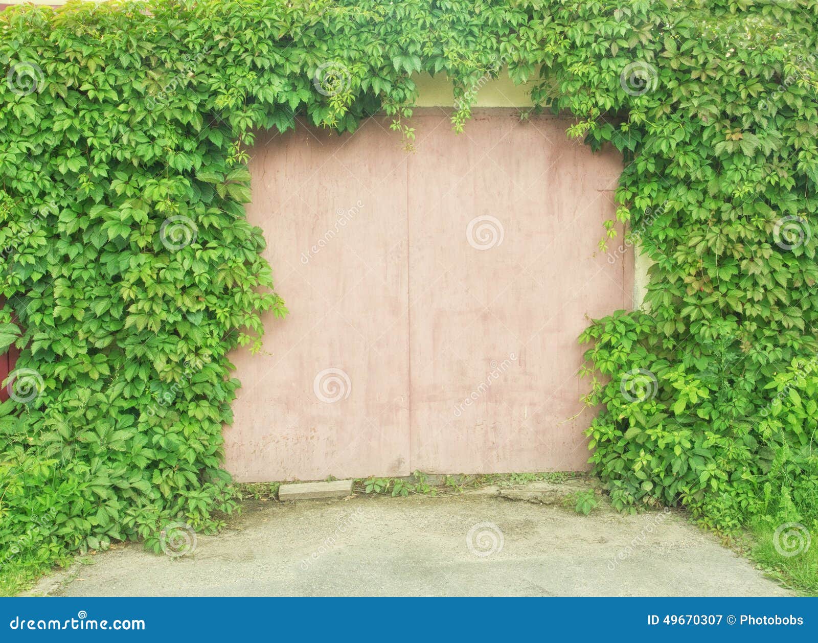 Green ivy on wall stock image. Image of pattern, decoration - 49670307
