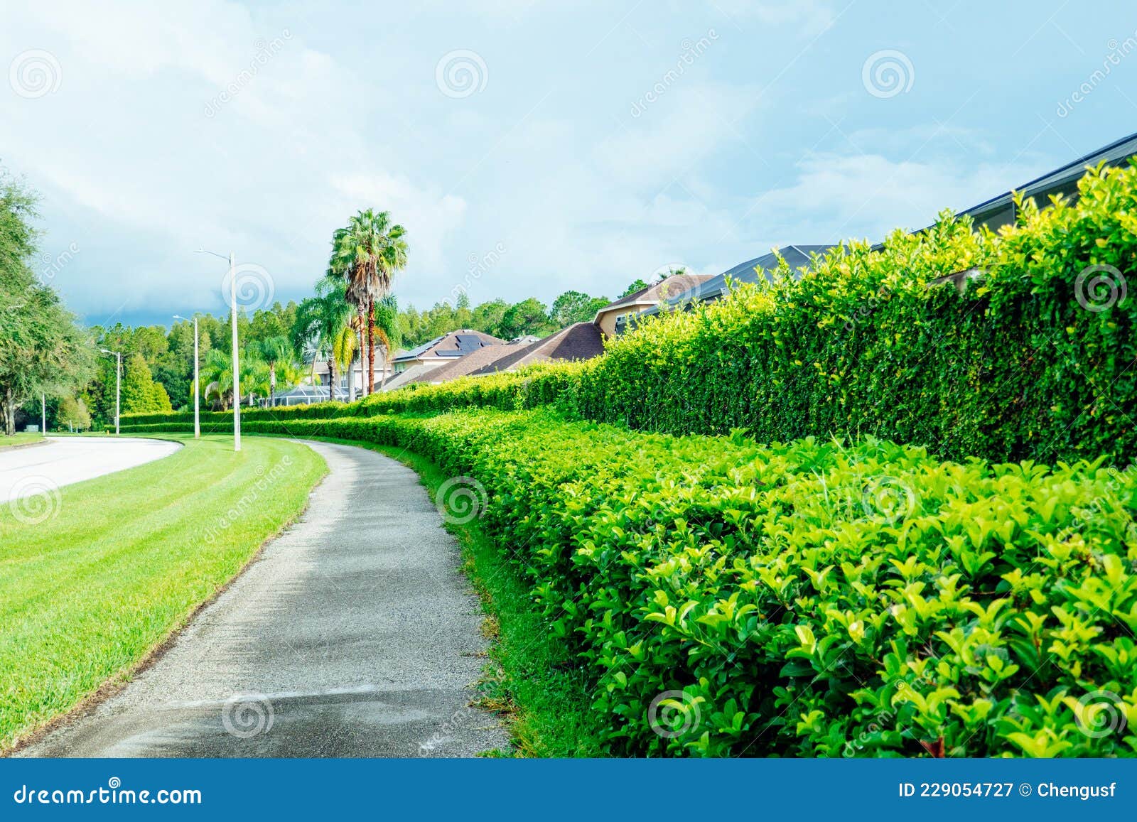 Green Ivy Wall and Palm Tree Stock Image - Image of flora, daytime ...