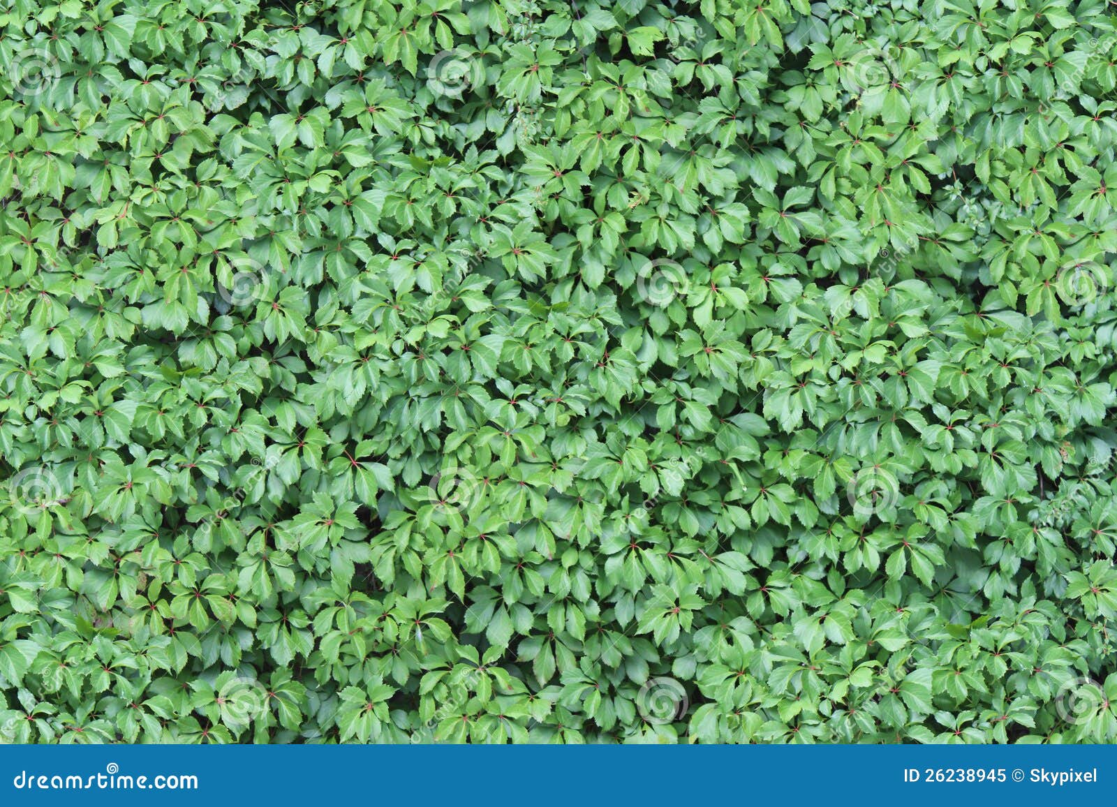 Green Ivy Wall Texture stock illustration. Illustration of natural ...