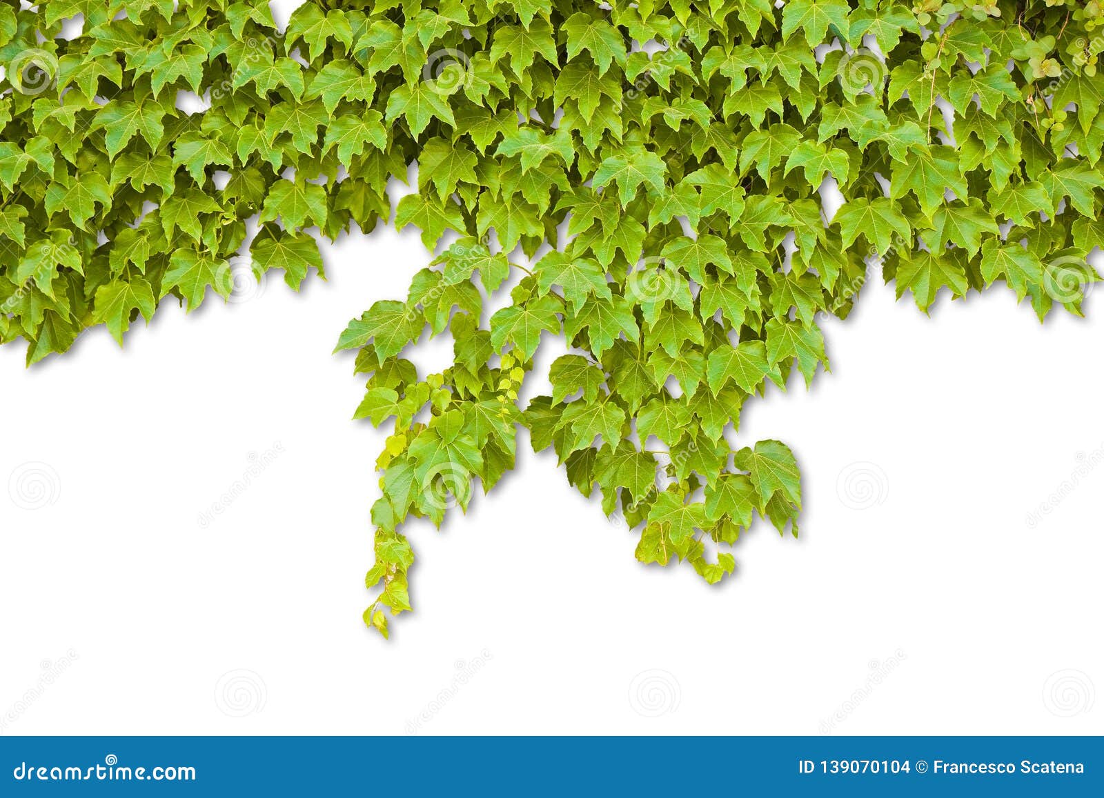 Green Ivy on White Background for Easy Selection Stock Photo - Image of ...