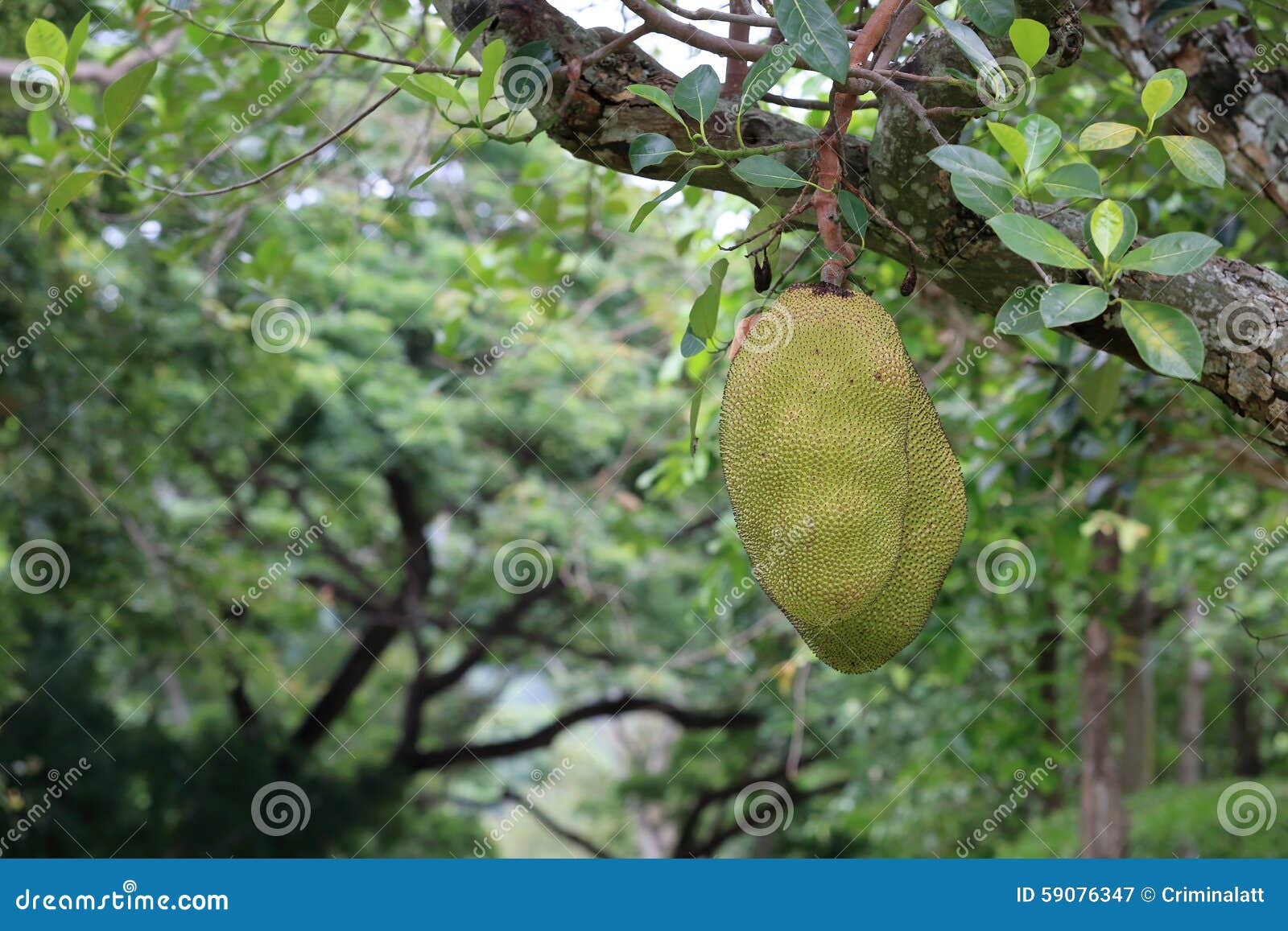 Green Jack Fruit Leaves With Natural Background. The Jack Fruit Also ...