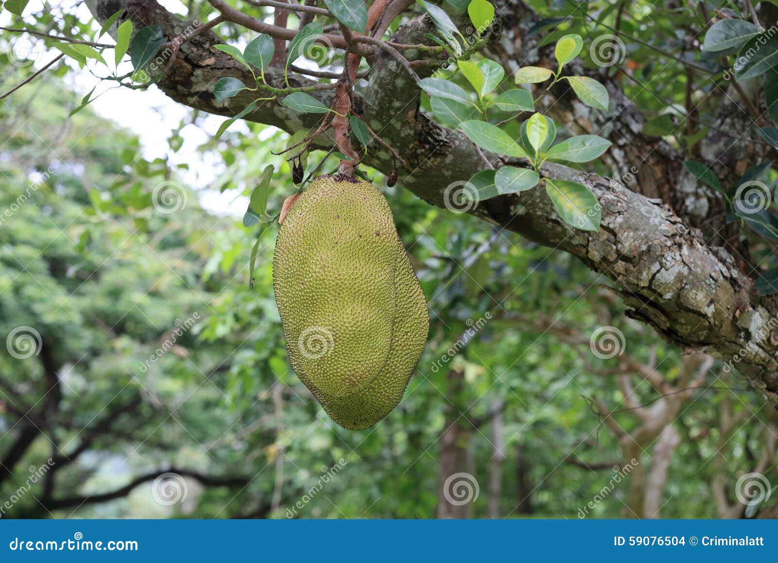 Green Jack Fruit Leaves With Natural Background. The Jack Fruit Also ...