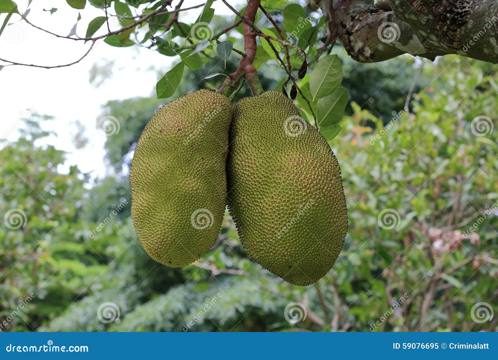 Green Jack Fruit Leaves With Natural Background. The Jack Fruit Also ...
