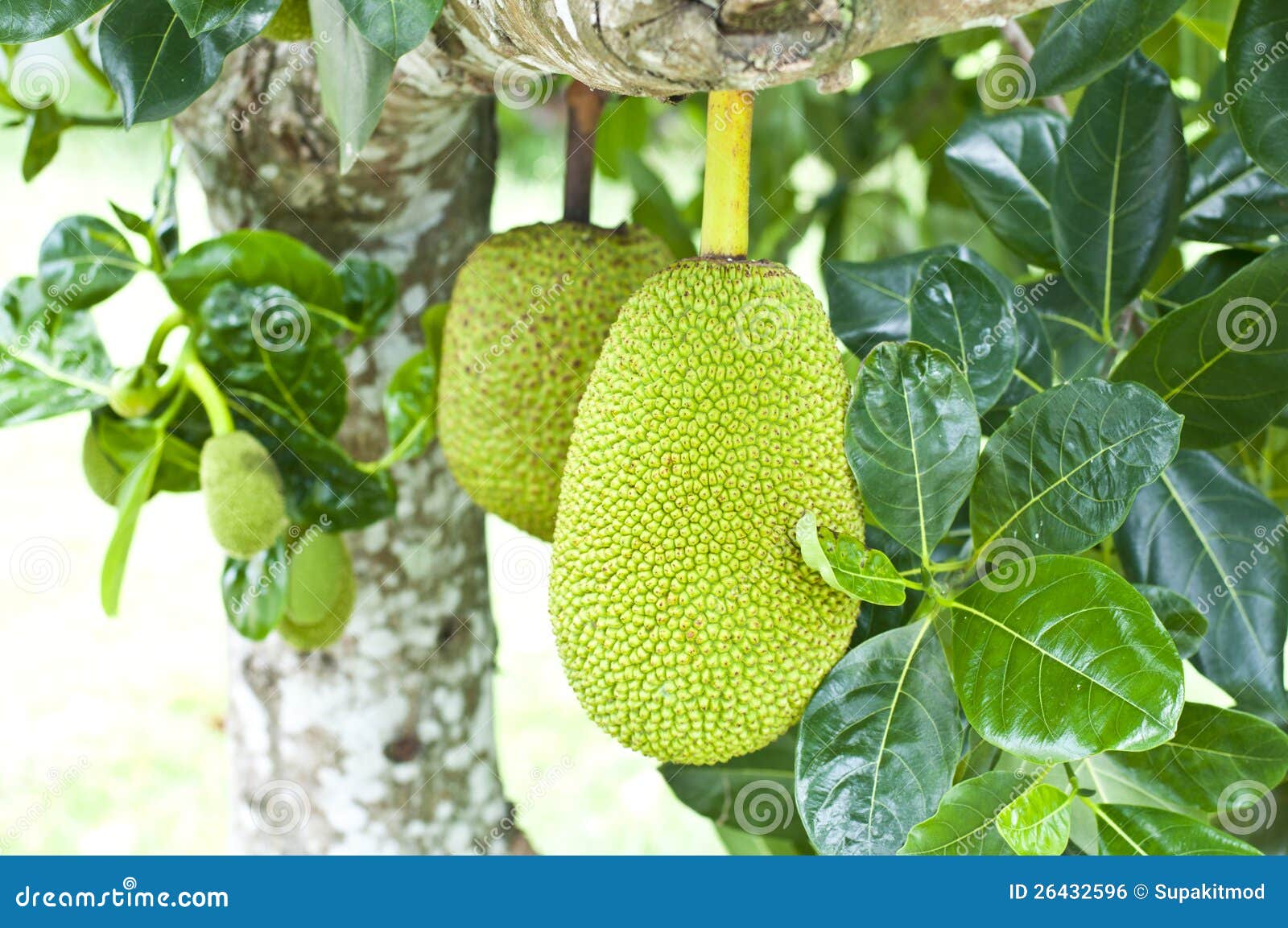 Green jackfruit stock photo. Image of green, nature, tropical - 26432596