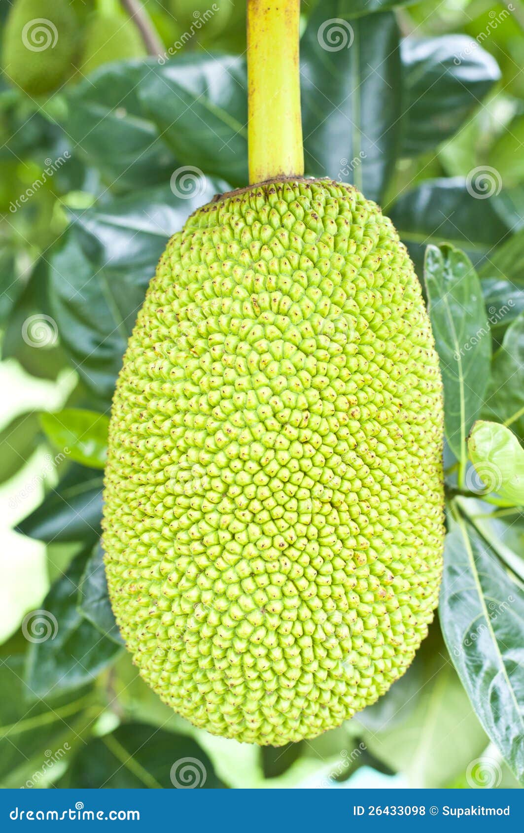 Green jackfruit stock photo. Image of delicious, jackfruit - 26433098