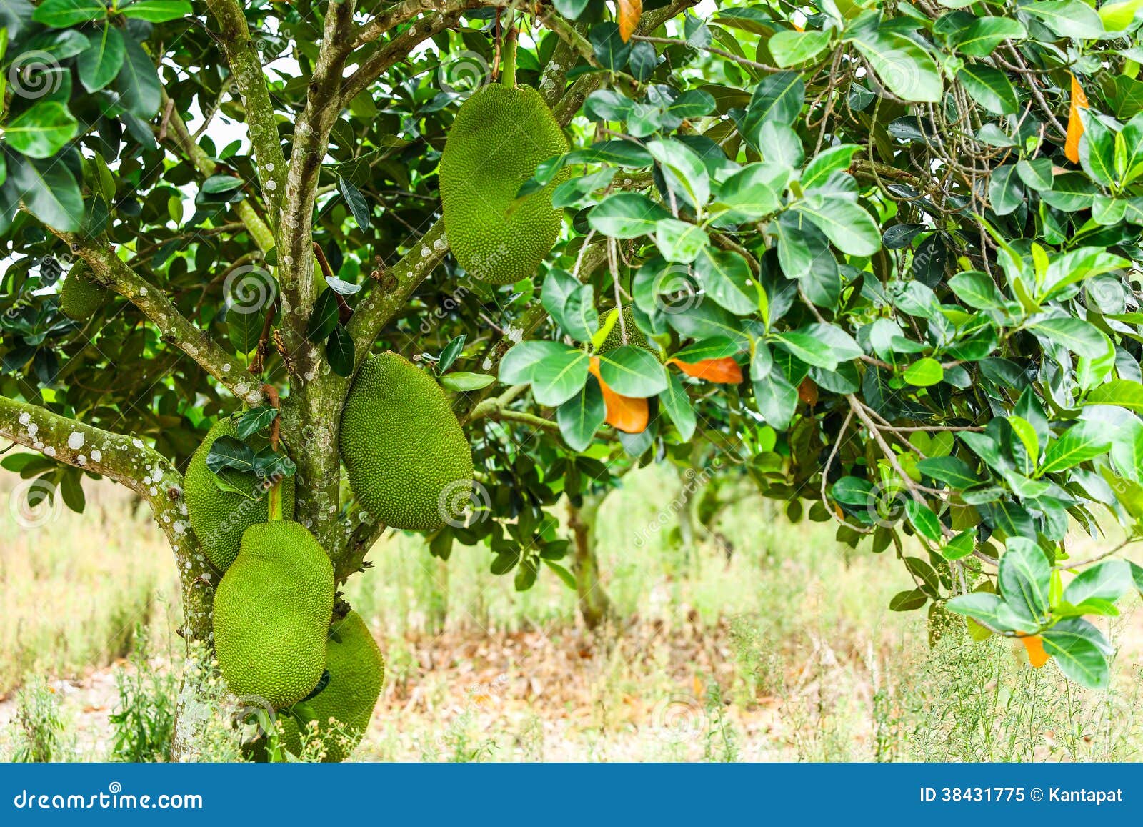 Green jackfruit stock image. Image of stem, summer, climate - 38431775