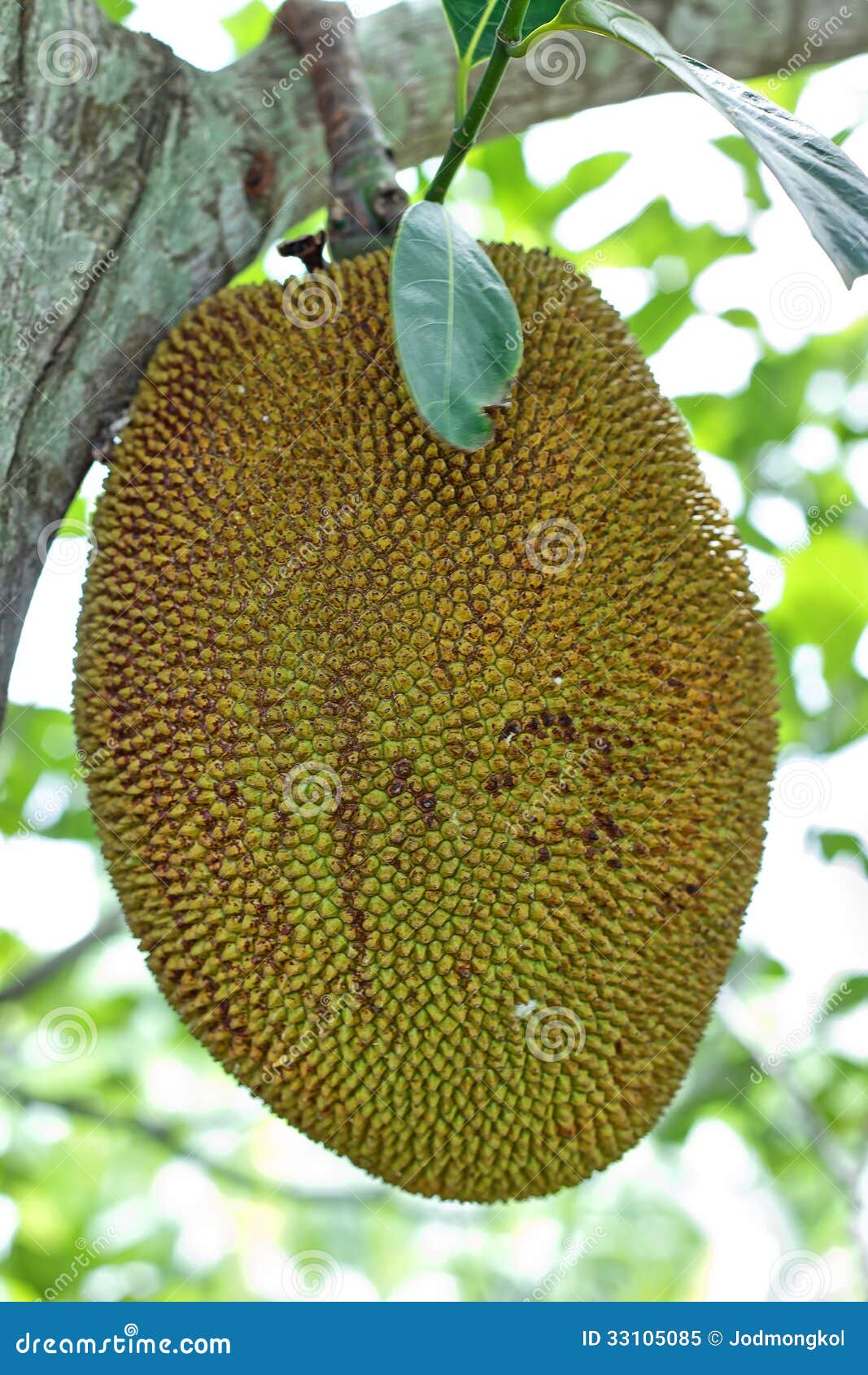 Green jackfruit stock image. Image of juicy, climate - 33105085