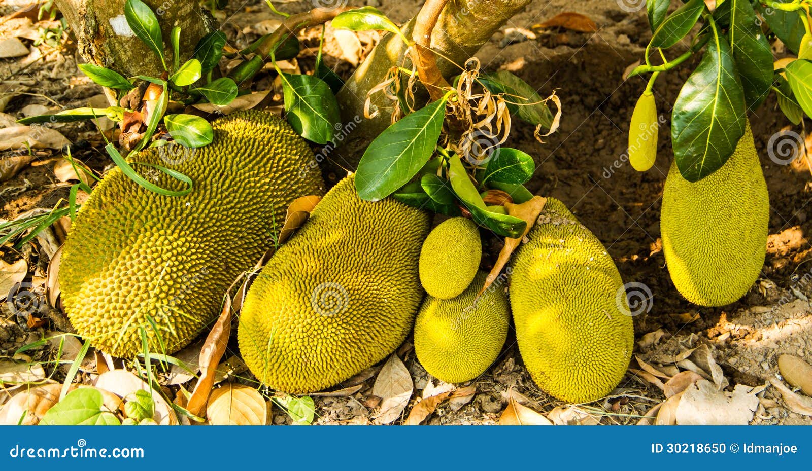 Green jackfruit stock photo. Image of nature, fruits - 30218650