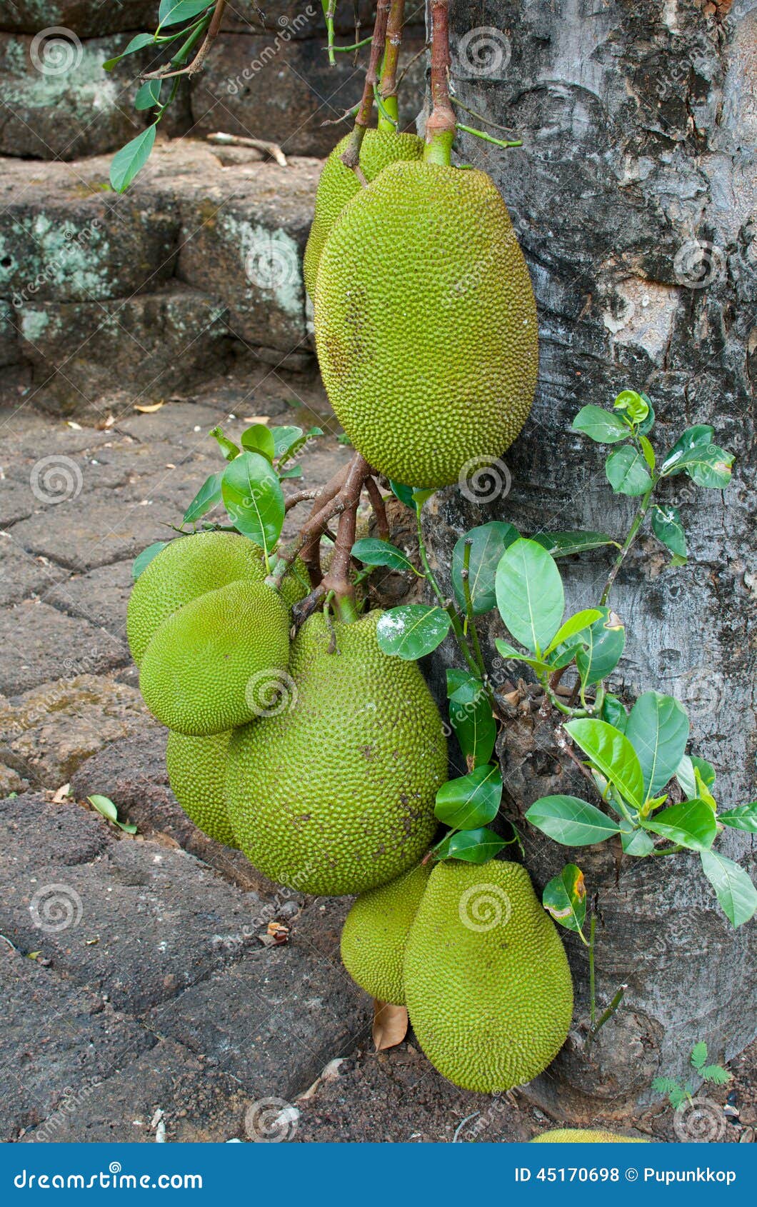 Green jackfruit stock photo. Image of fruits, fruit, plant - 45170698