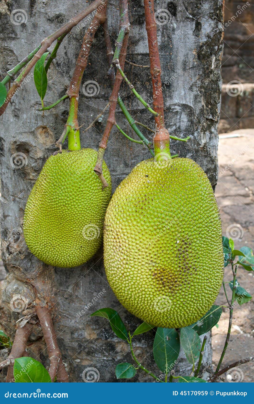 Green jackfruit stock image. Image of closeup, sweet - 45170959