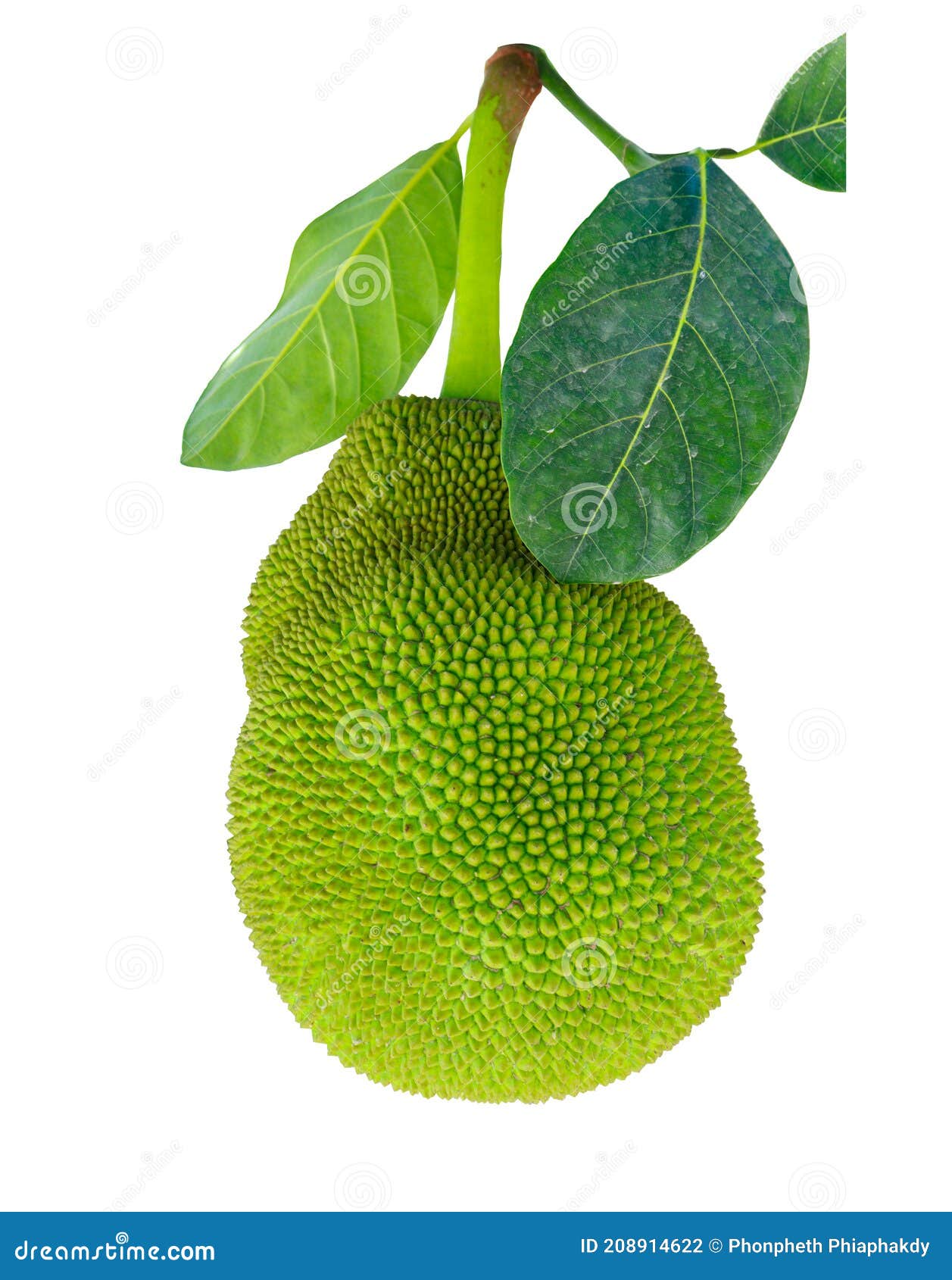 Green jackfruit stock photo. Image of tropical, freshness - 208914622