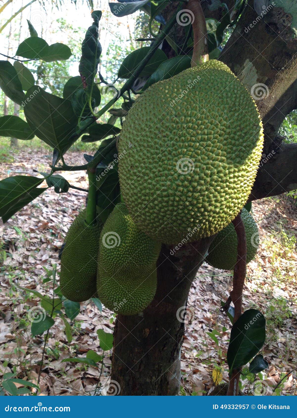 Green Jackfruit stock image. Image of jackfruit, green - 49332957
