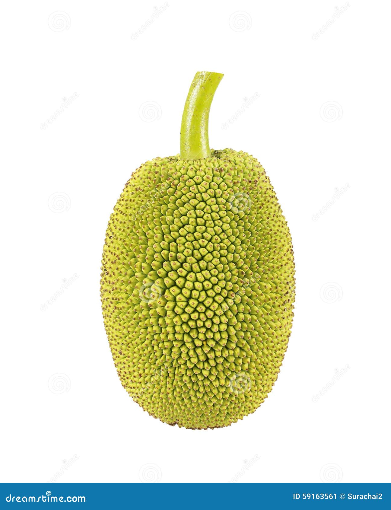 Green Jackfruit Isolated on White Stock Image - Image of bright ...