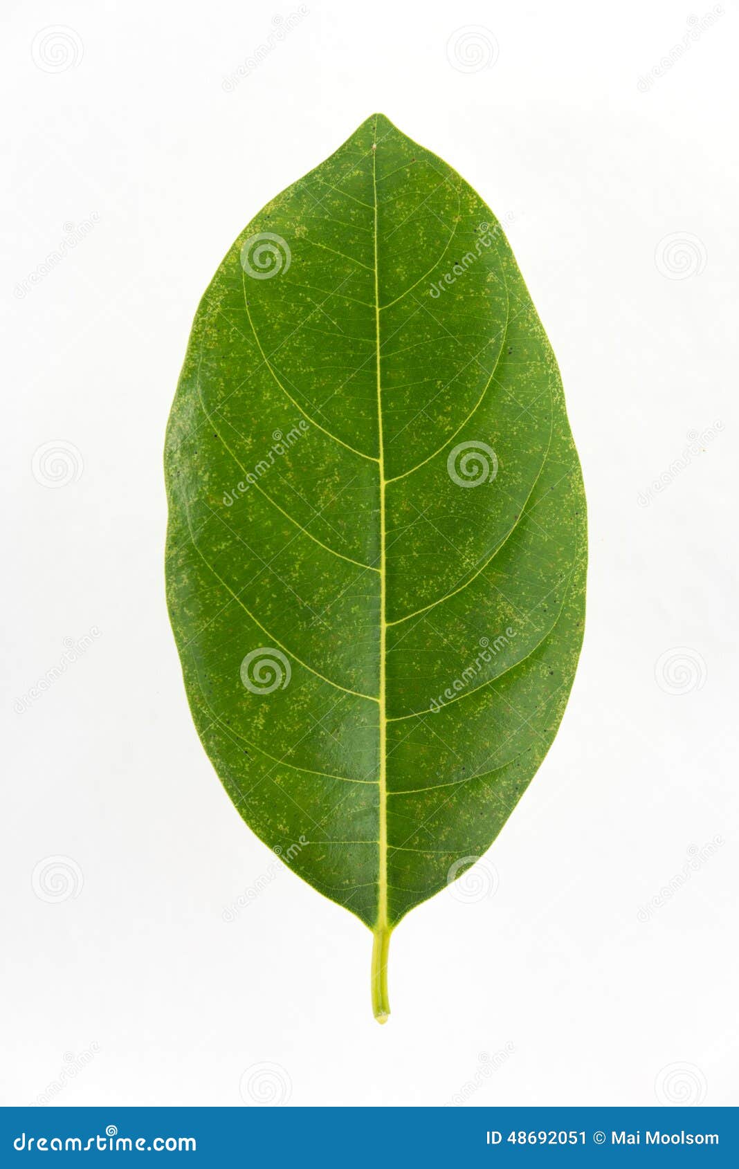 Green Jackfruit Leaf Isolated on White Background Stock Image - Image ...