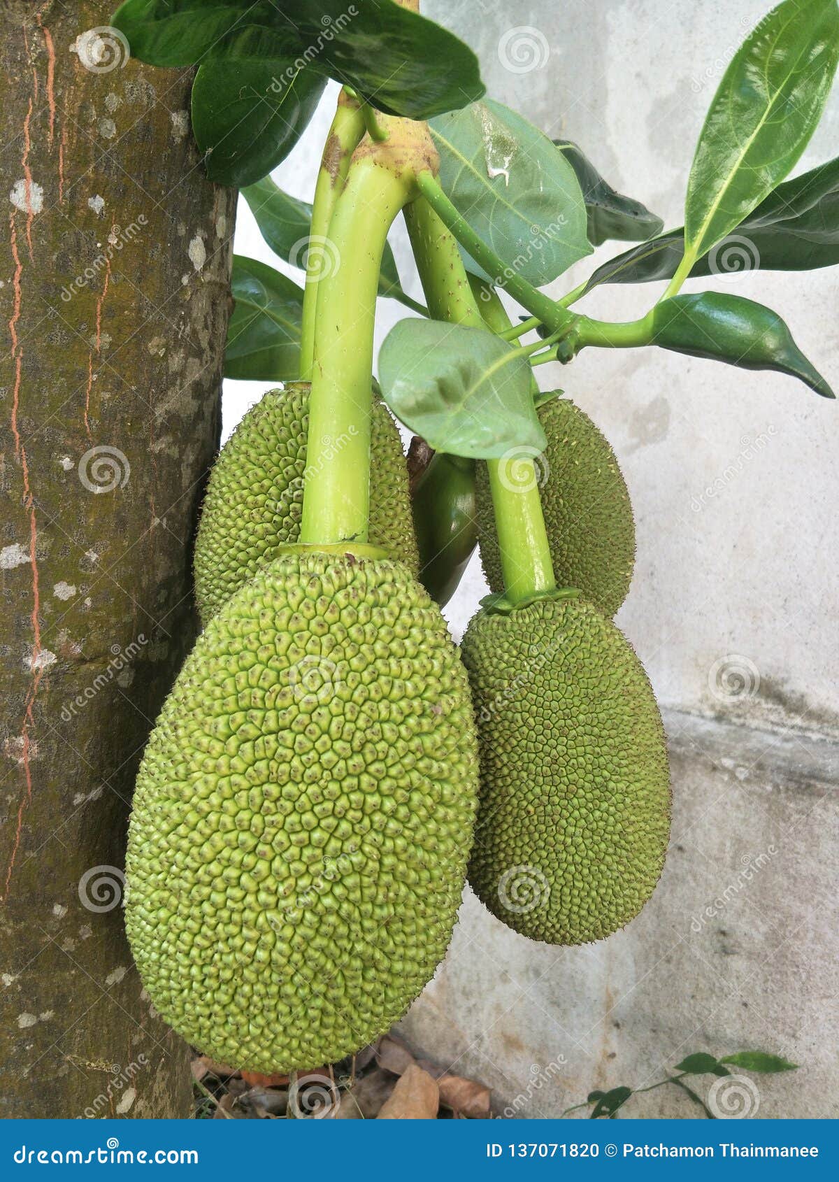 The Green Jackfruit, Soft Jackfruit, is Popularly Used for Cooking ...