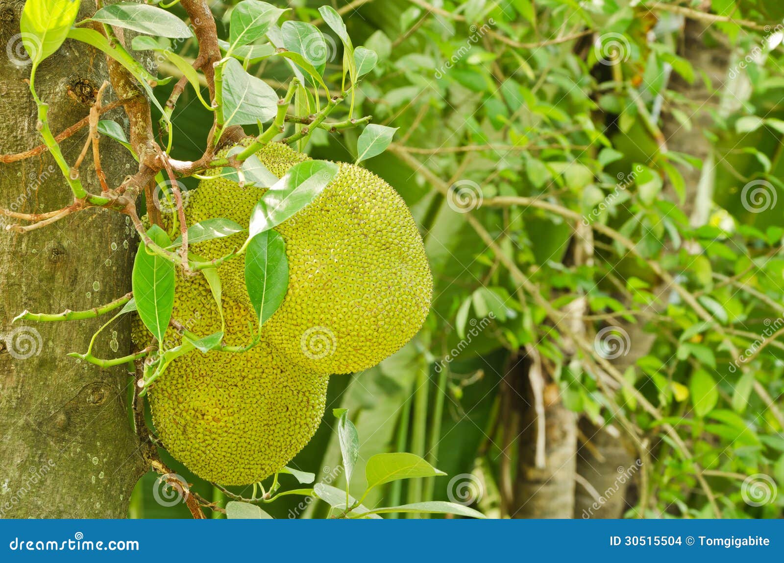 Green Jackfruit on Tree with Leaf Stock Photo - Image of tasty, organic ...
