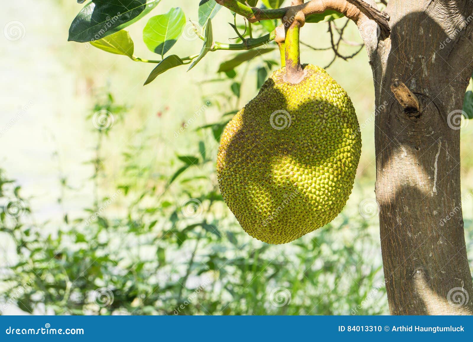 Green Jackfruit on Tree with Leaf. Stock Photo - Image of nature, color ...