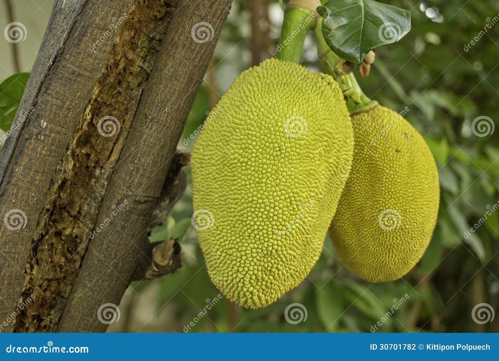 Green jackfruit on tree stock photo. Image of growing - 30701782