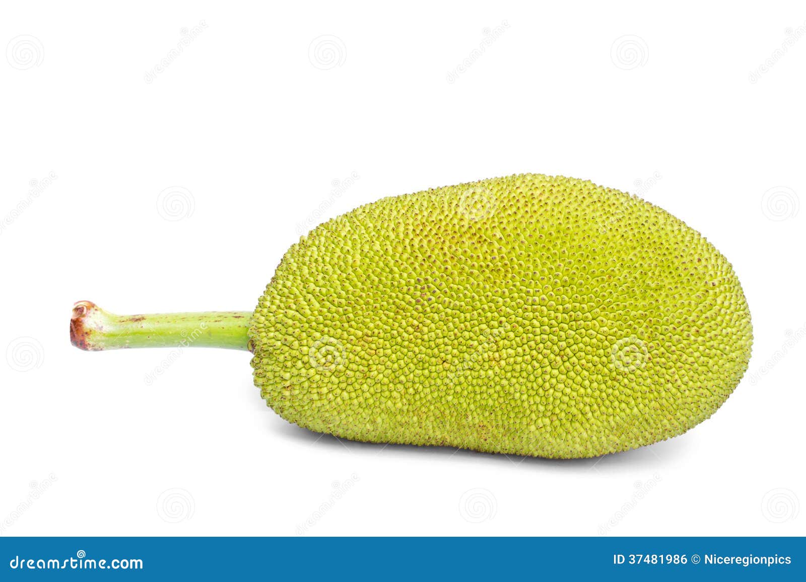 The green jackfruit. stock photo. Image of organic, foodstuff - 37481986