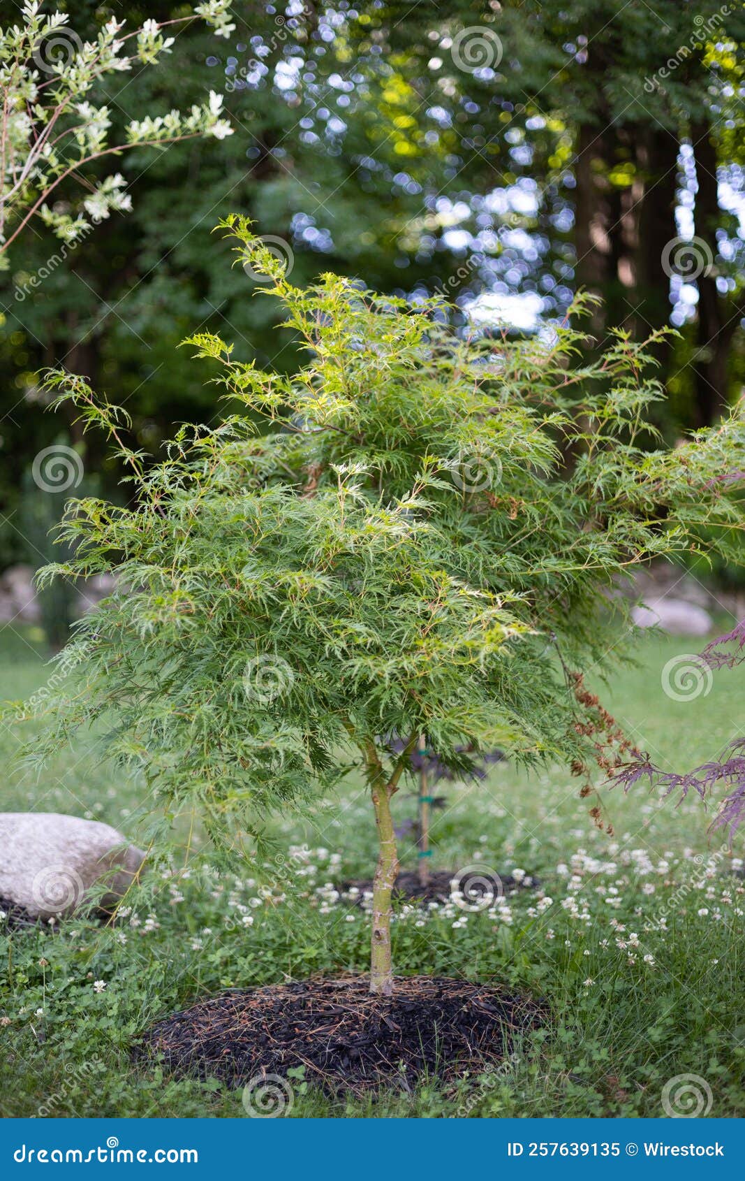 Green Japanese Maple Tree in the Park Stock Image - Image of foliage ...