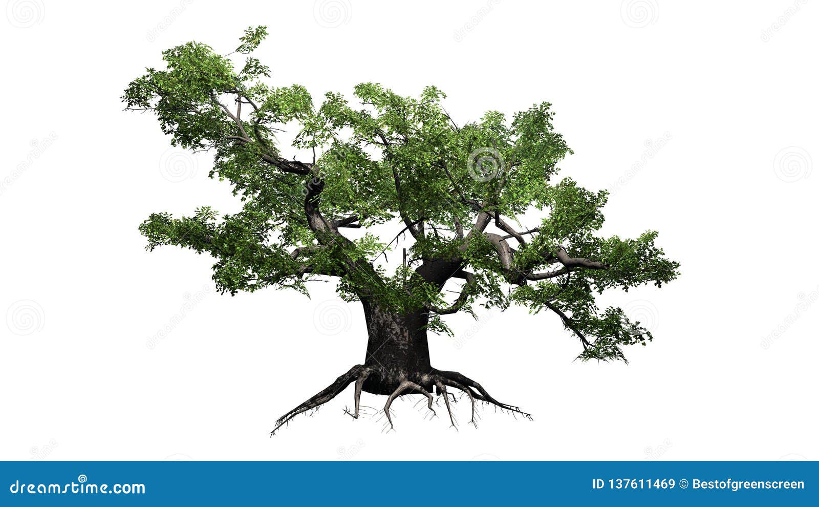 Green Japanese Maple Tree in Summer Stock Illustration - Illustration ...