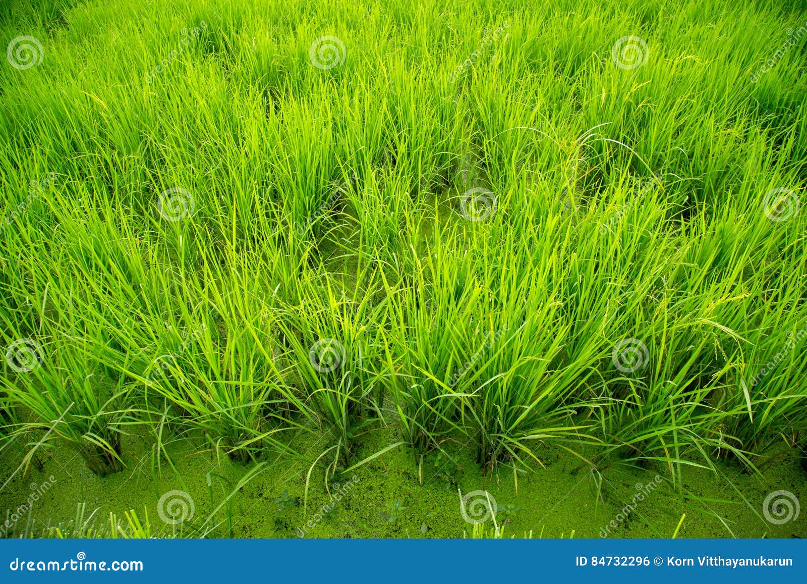 Green Jasmine Rice Field in Thailand. Stock Photo - Image of scenic ...
