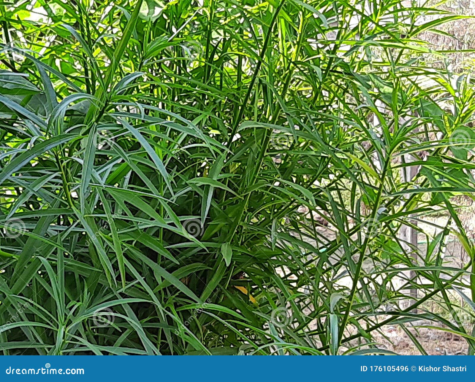 A Green plants flower stock photo. Image of vision, left - 176105496