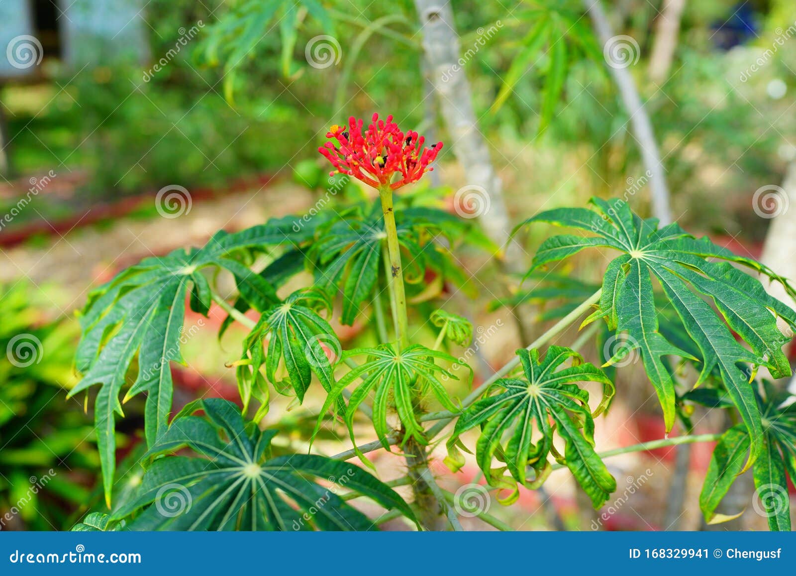 Green Jatropha Multifida Shrub Flower Stock Image - Image of green ...