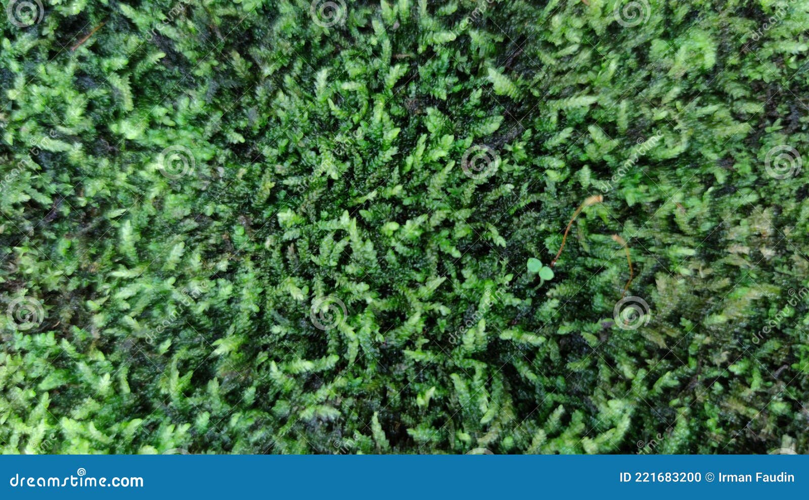 Green Java Peacock Standing At The Water Side, Beautiful Colorful Bird ...