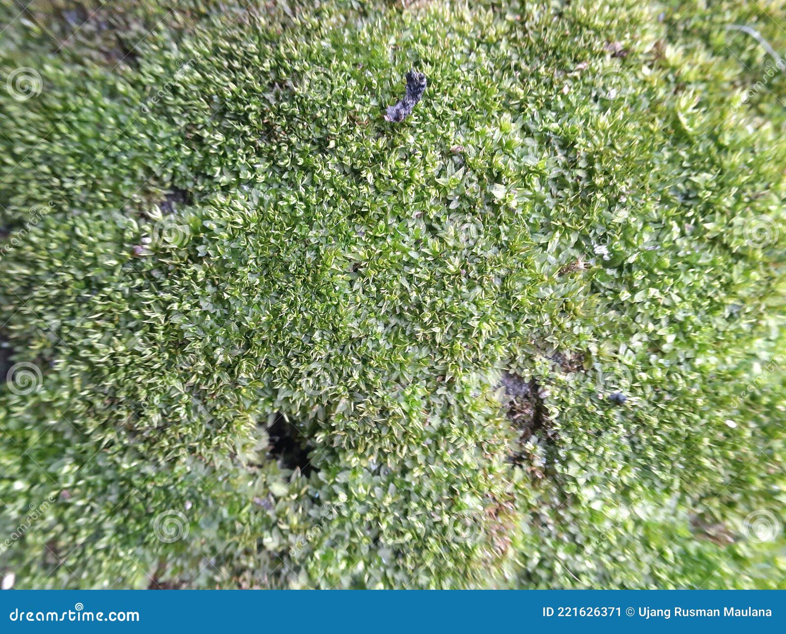 Green Java Moss Stuck To the Wall Stock Image - Image of tree ...