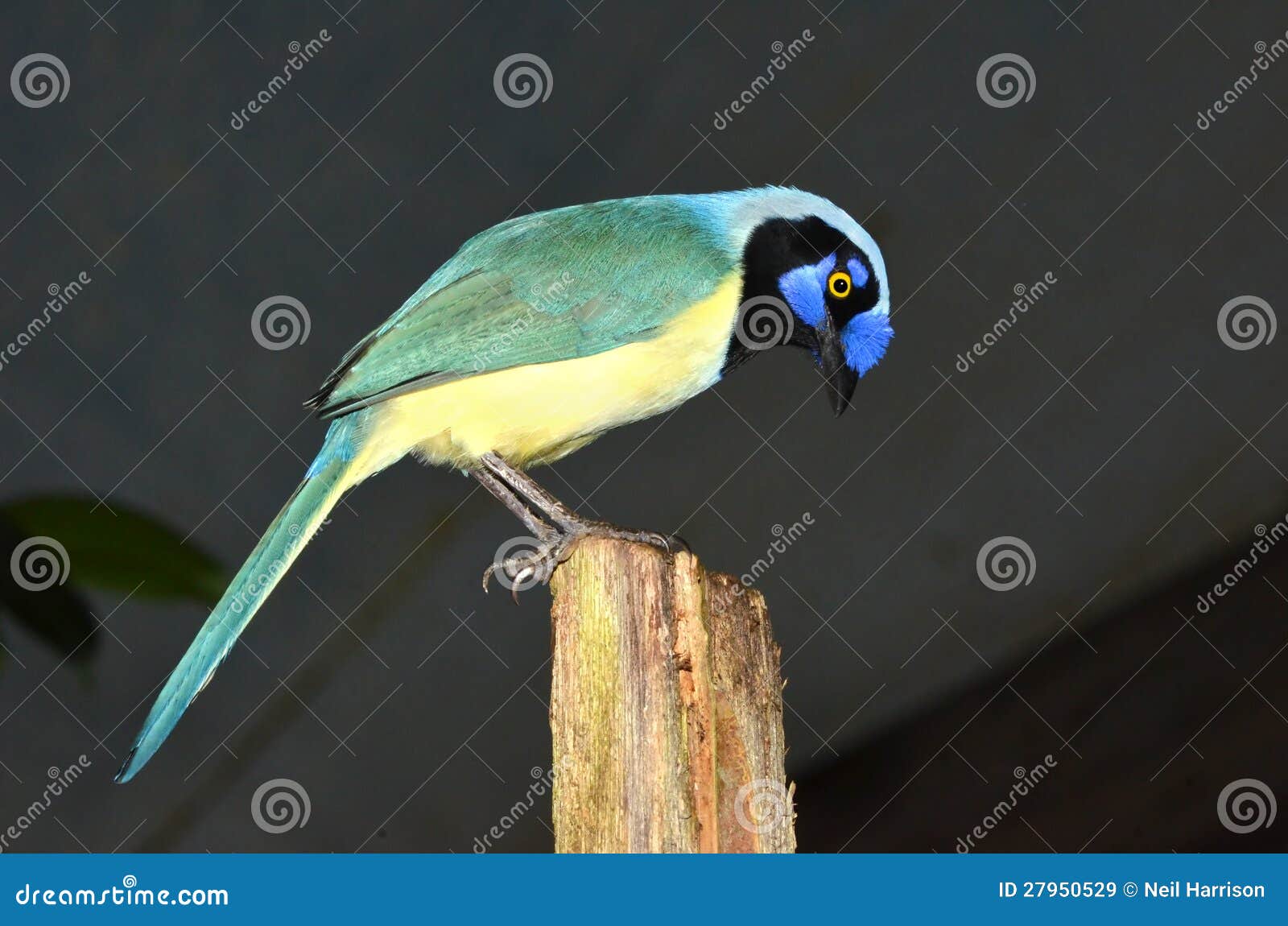 Green Jay stock image. Image of bird, feathers, colourful - 27950529