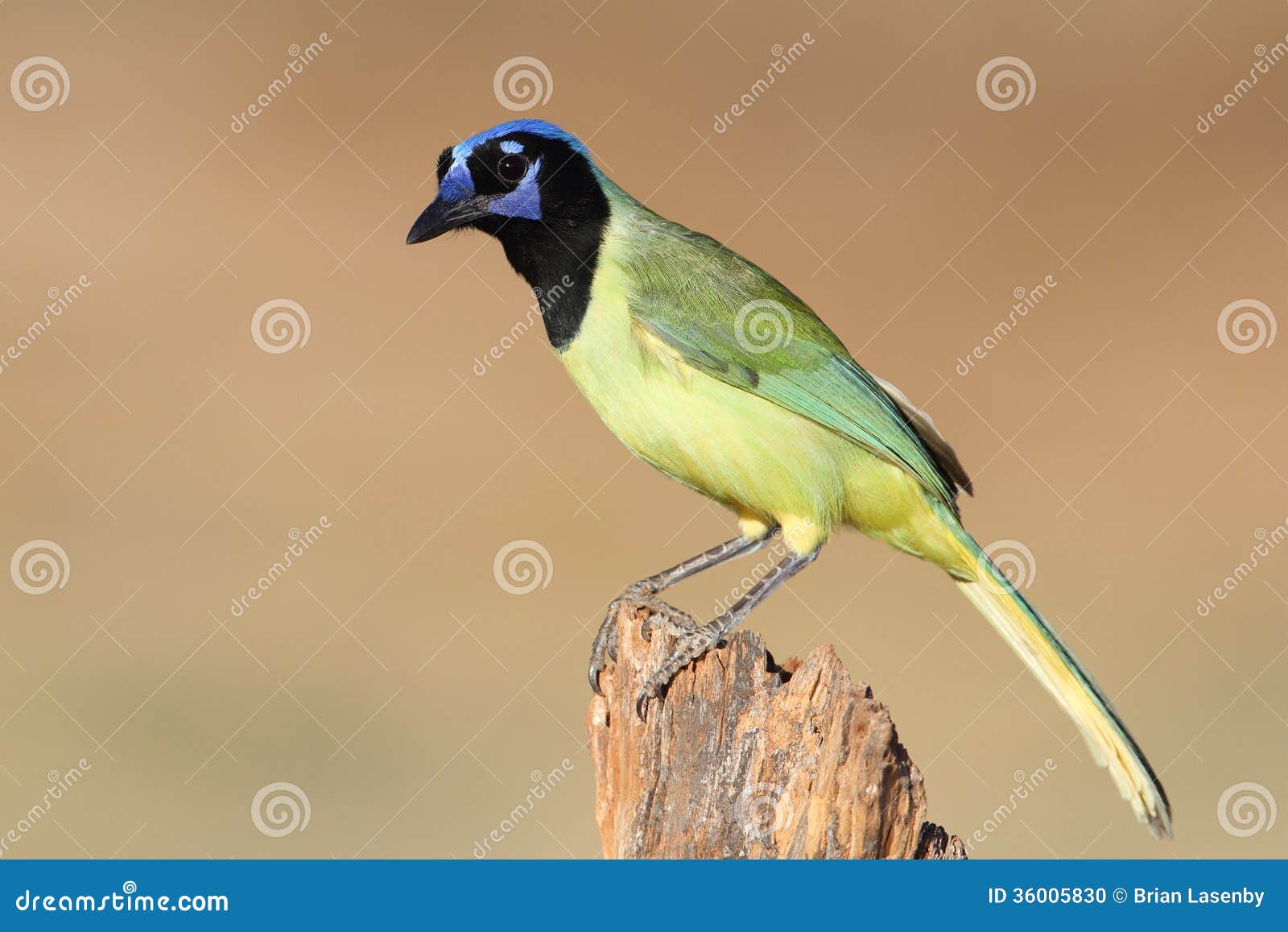 Green Jay Perched on a Stump - Texas Stock Photo - Image of scrub ...