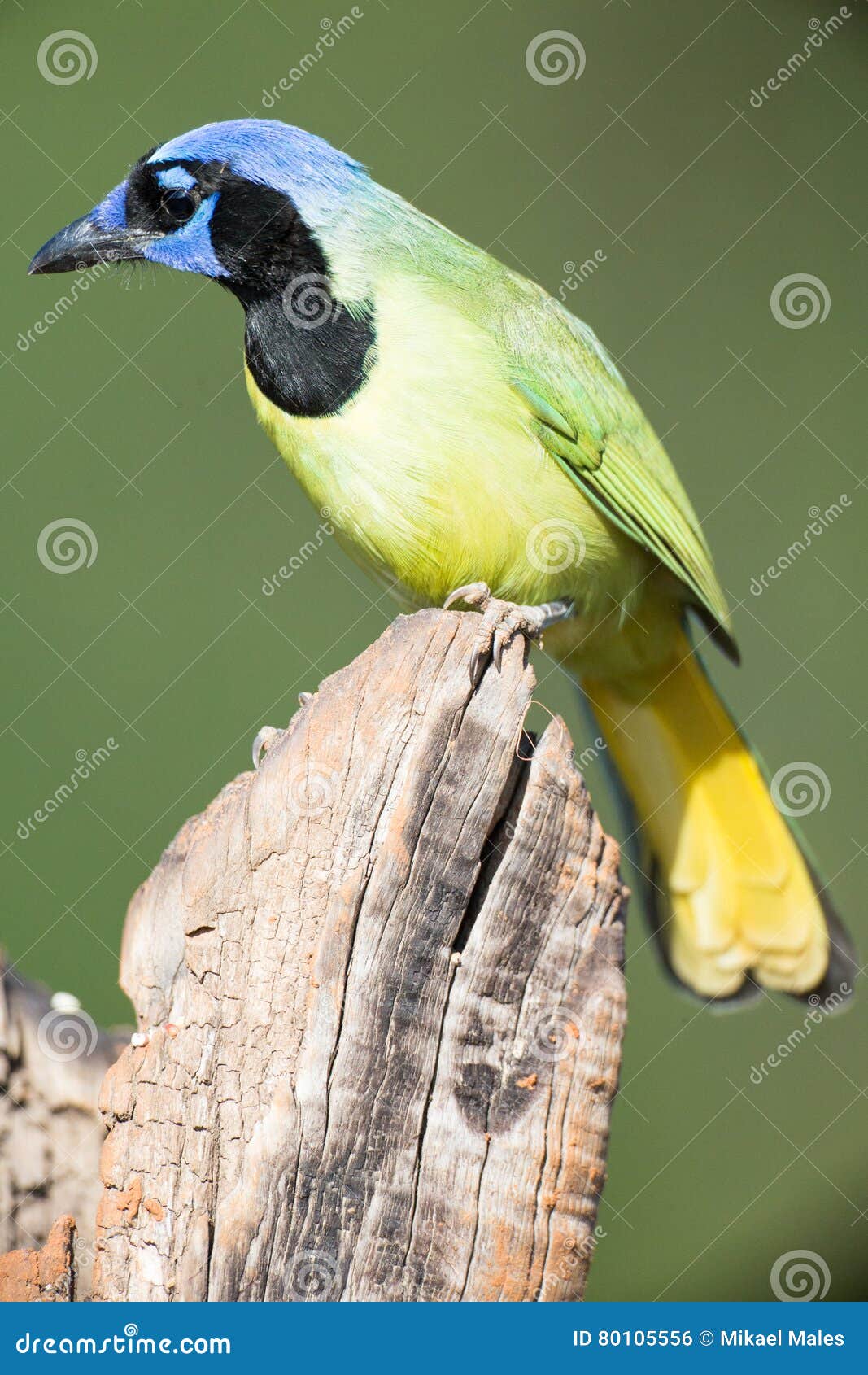 Green jay portrait stock photo. Image of feeding, water - 80105556