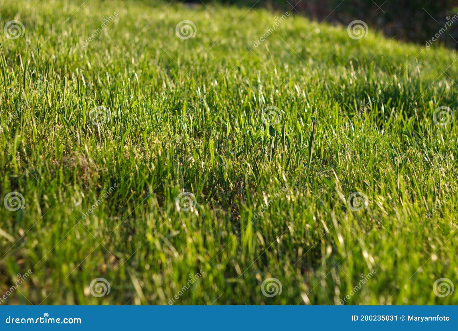 Green Juicy Grass Grows Spring on Lawn Stock Image - Image of marsh ...