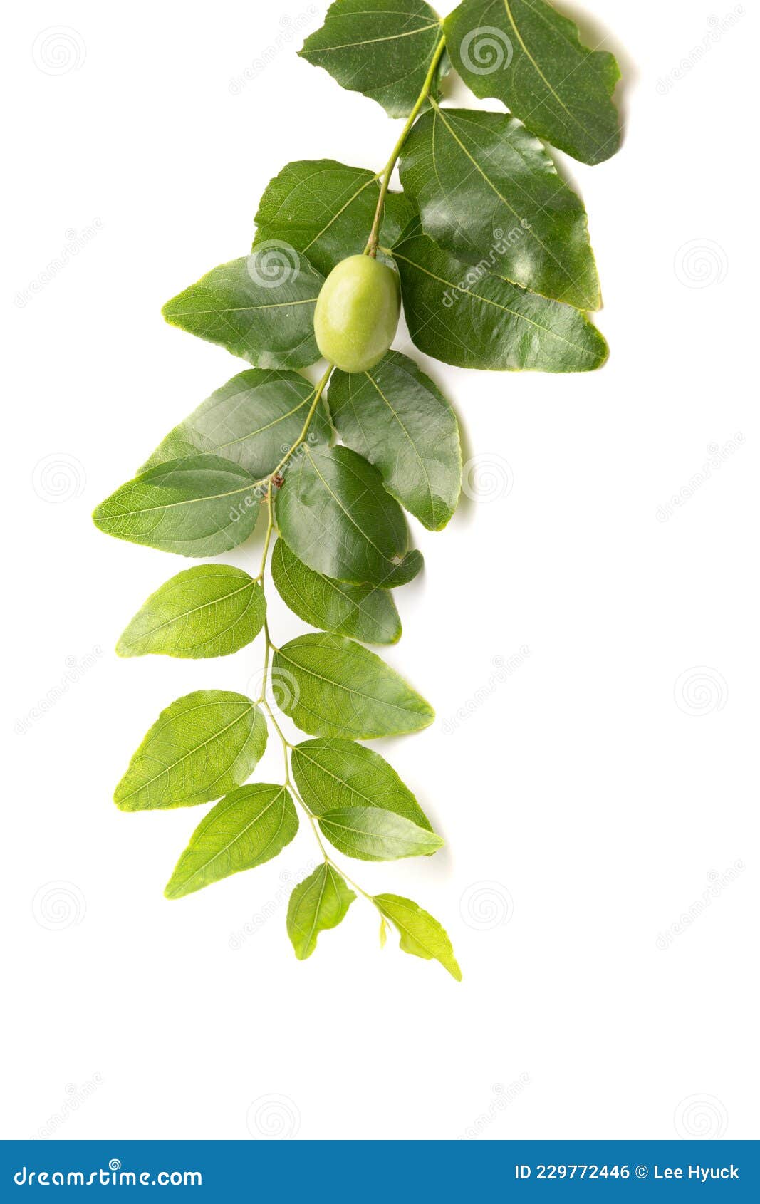 Green Jujube with Branch Isolated on White Background Stock Photo ...