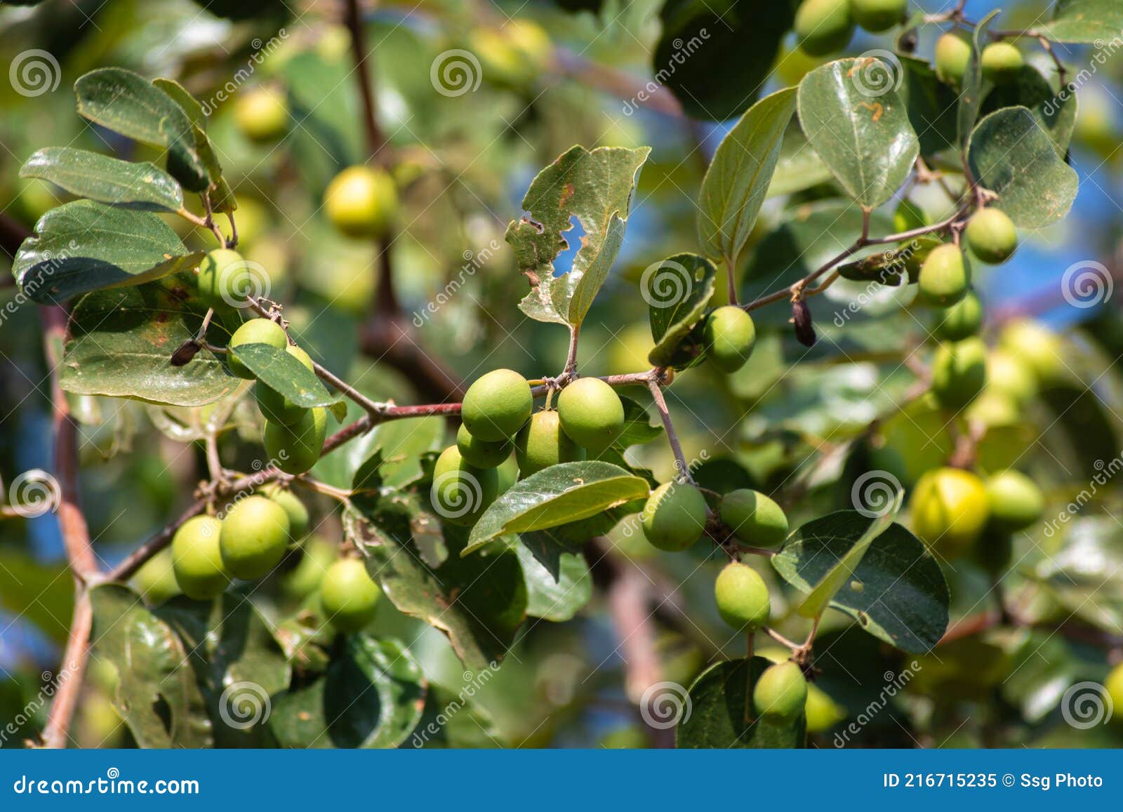 Green jujube. stock image. Image of fruit, jujube, asian - 216715235