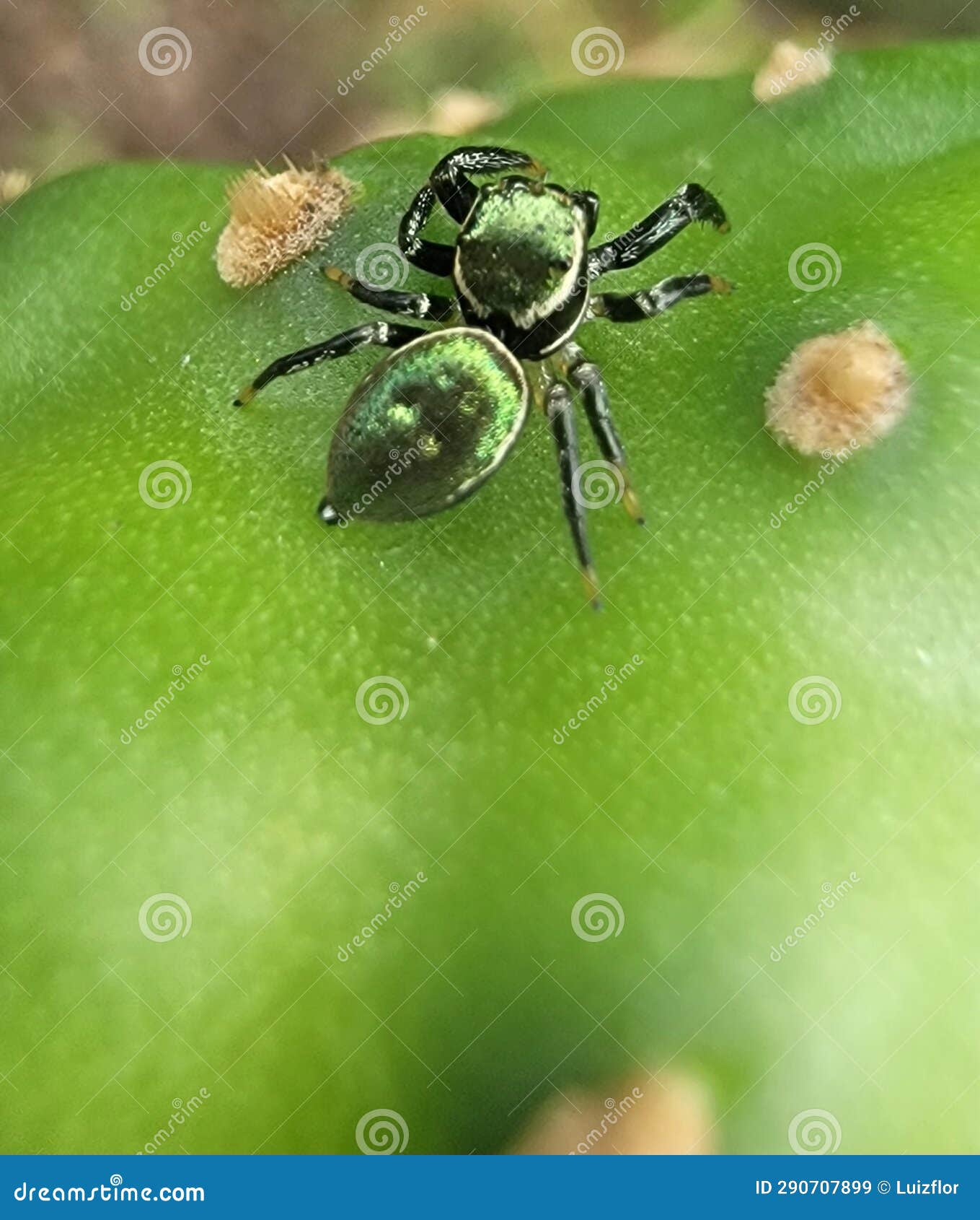 Green jumper spider stock image. Image of spider, insect - 290707899