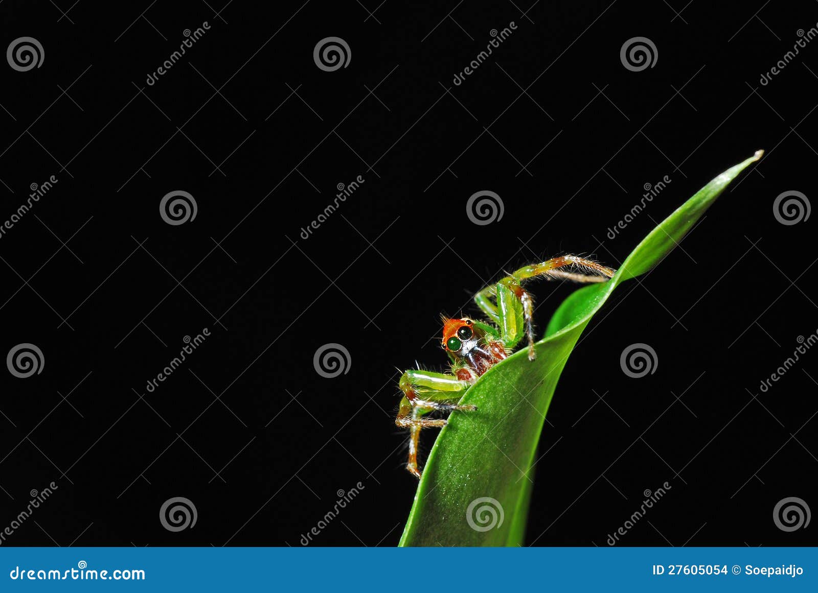 Green jumping spider stock photo. Image of isolated, jumping - 27605054