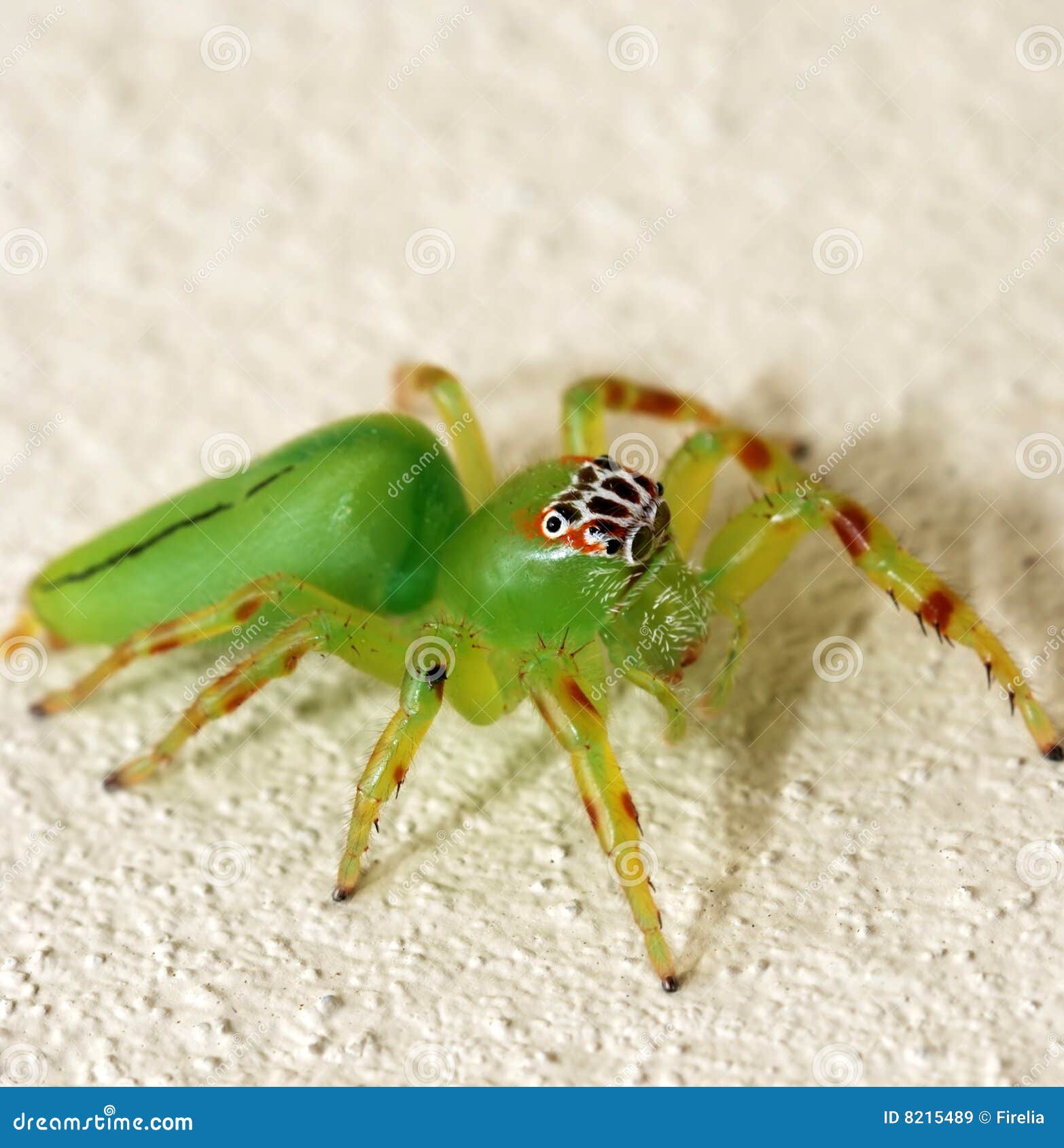 Green jumping spider stock image. Image of tiny, crawly - 8215489
