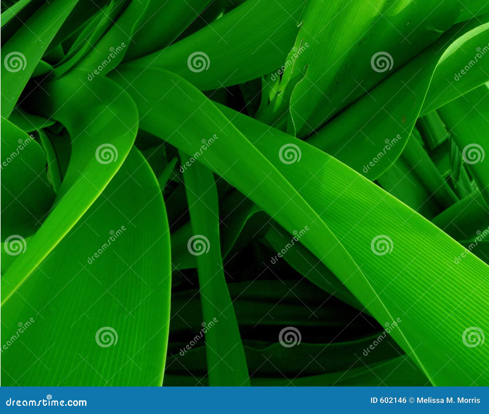 Green Jungle stock photo. Image of shrub, nature, sunny - 602146