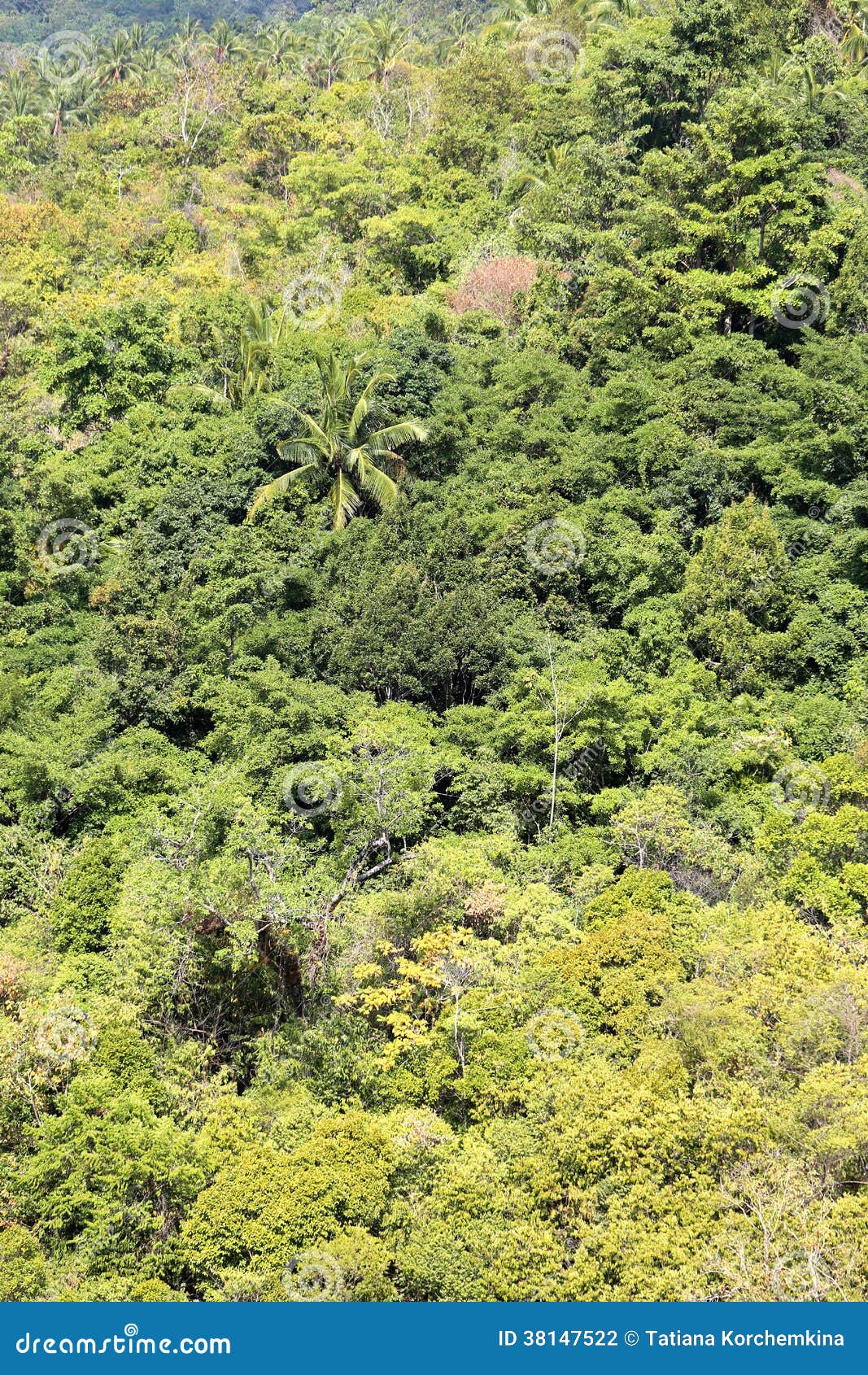 Green jungle background stock photo. Image of paradise - 38147522
