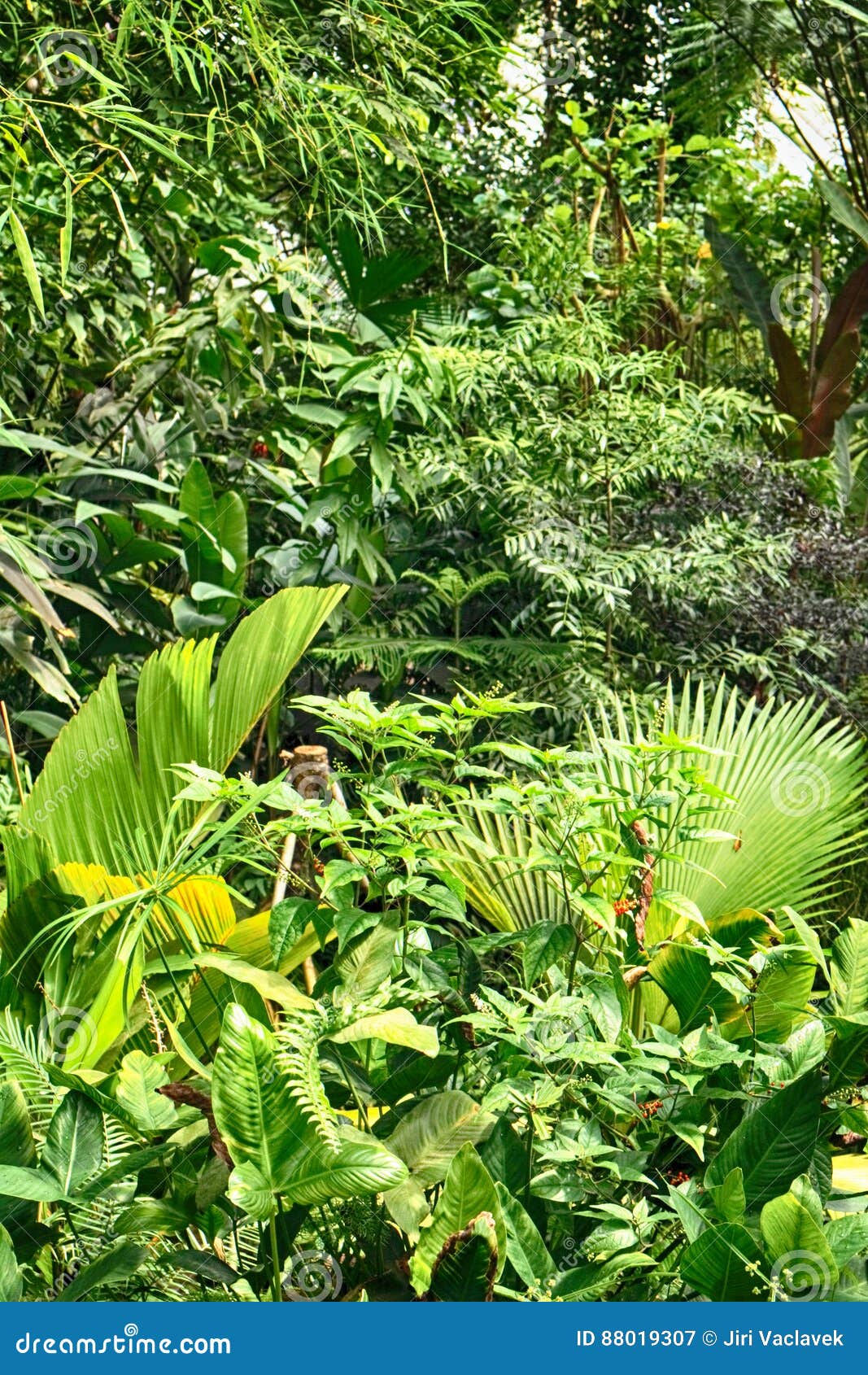 Green jungle background stock image. Image of background - 88019307