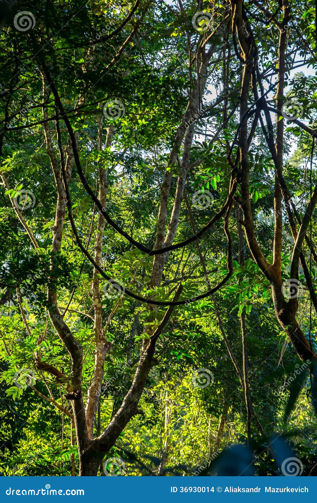 Green jungle forest stock photo. Image of epiphyte, thailand - 36930014