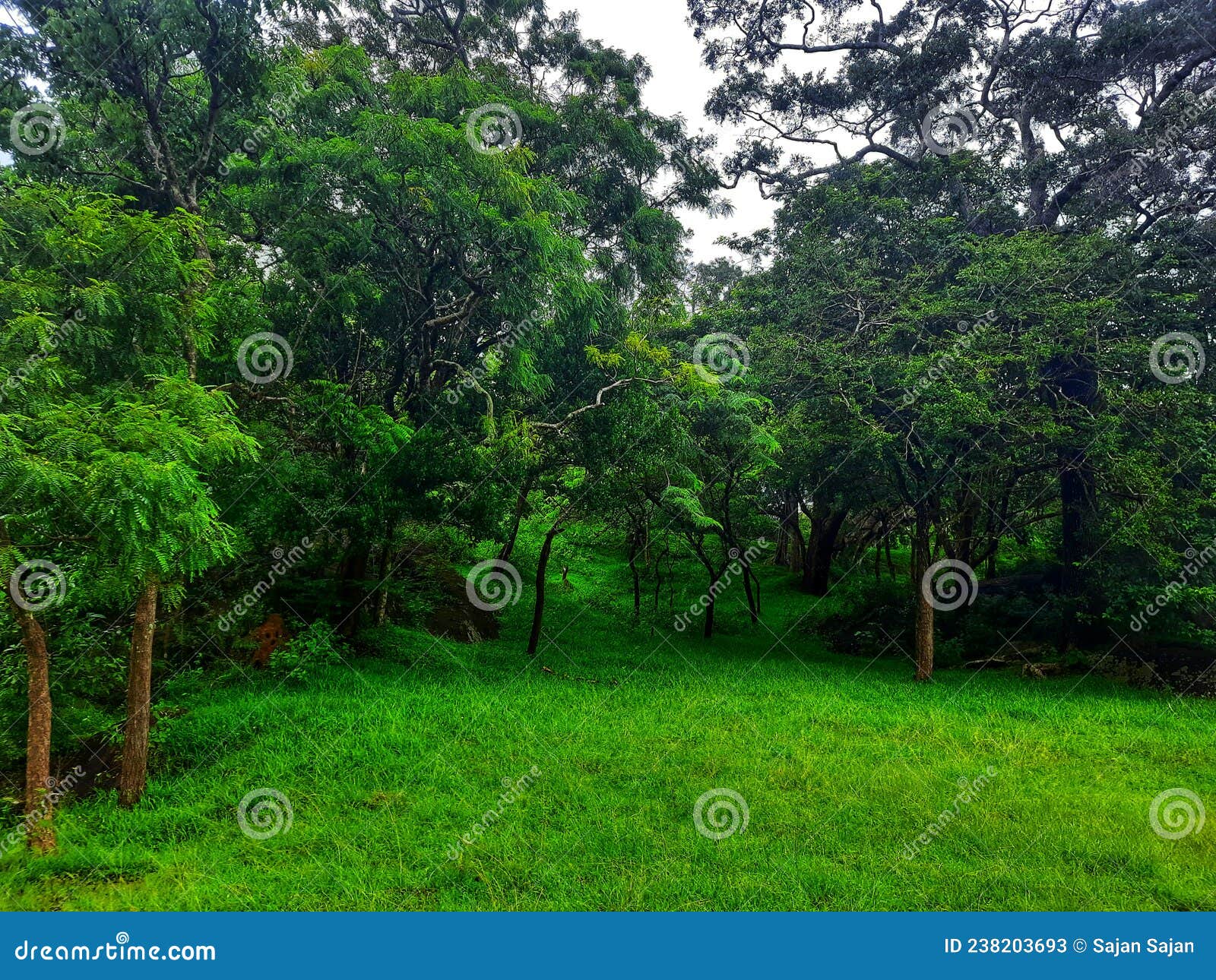 Green Jungle and Grass Outdoor Stock Image - Image of grass, tree ...