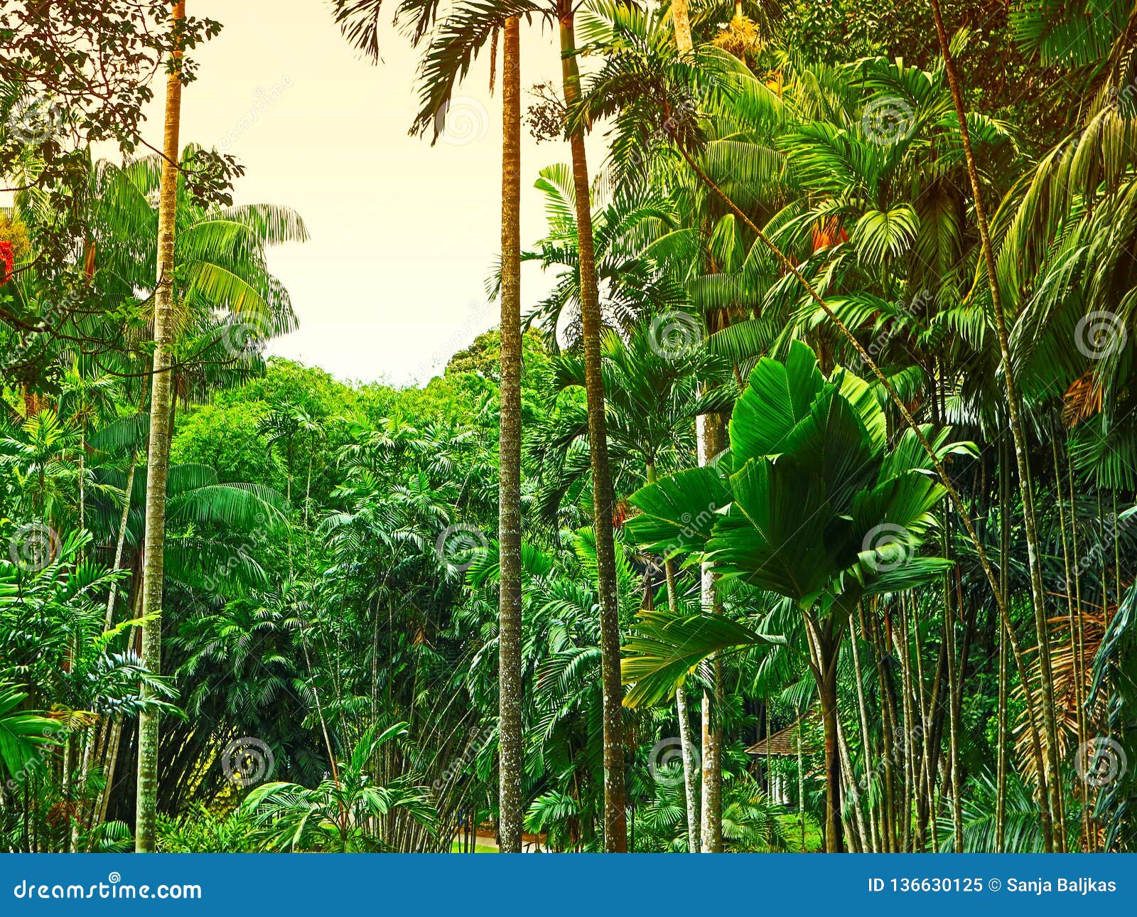 Green jungle on Sri Lanka stock image. Image of diving - 136630125