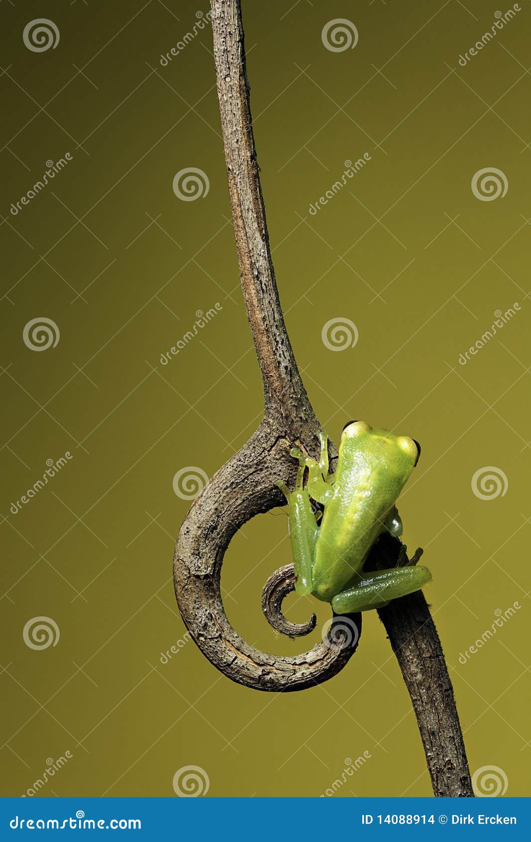 Green Jungle Tree Frog on Twig Copy Space Stock Photo - Image of exotic ...