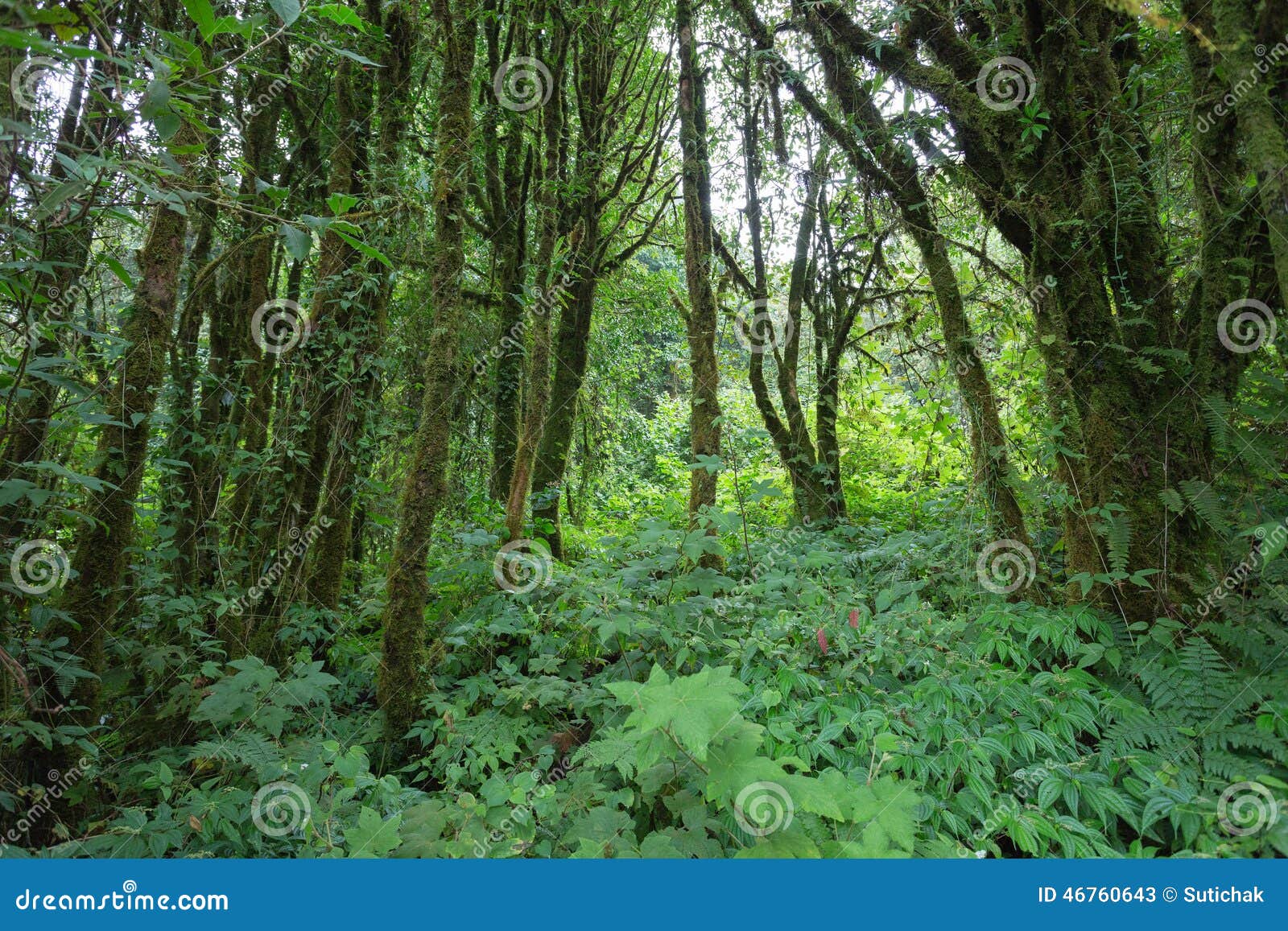 Green Jungle with Tree Rainforest Stock Image - Image of jungle ...