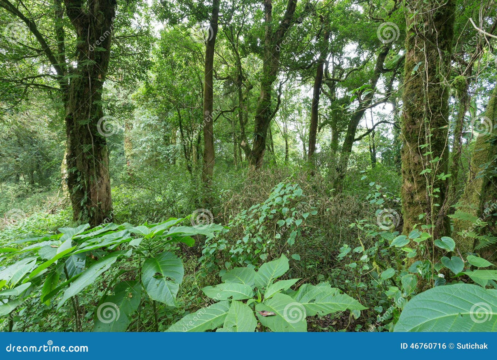 Green Jungle with Tree Rainforest Stock Photo - Image of deep ...