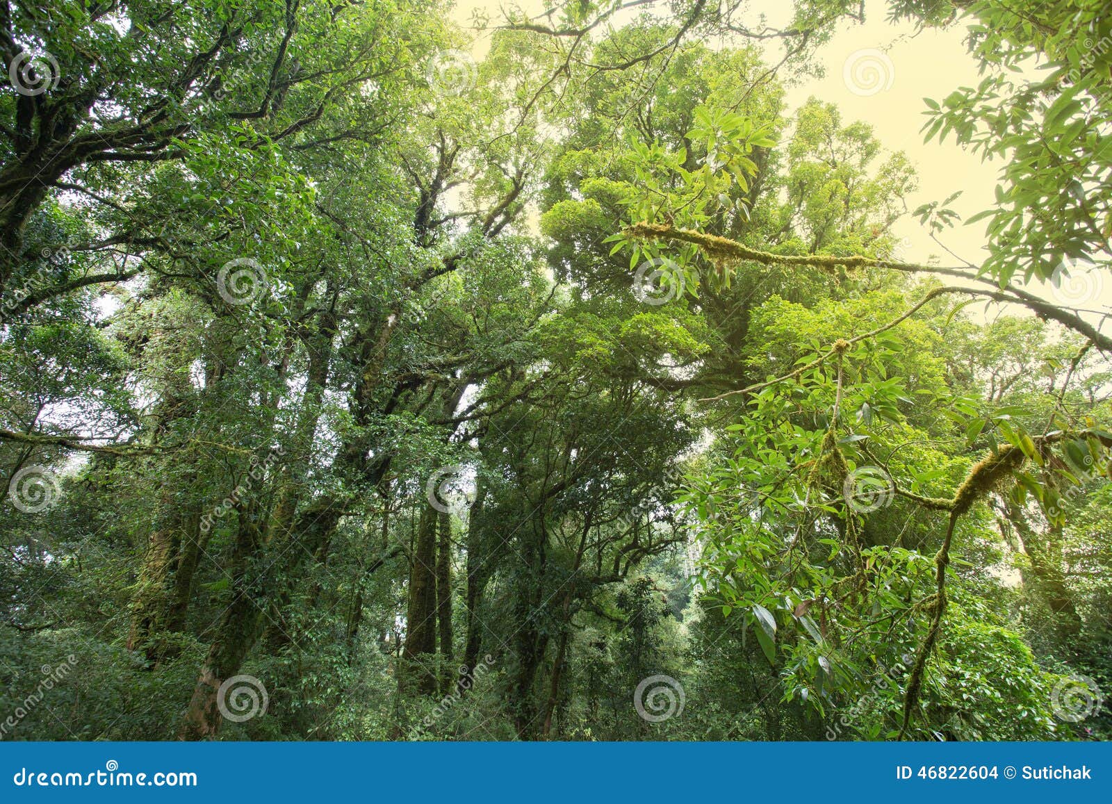 Green Jungle with Tree Rainforest Stock Photo - Image of outdoor ...